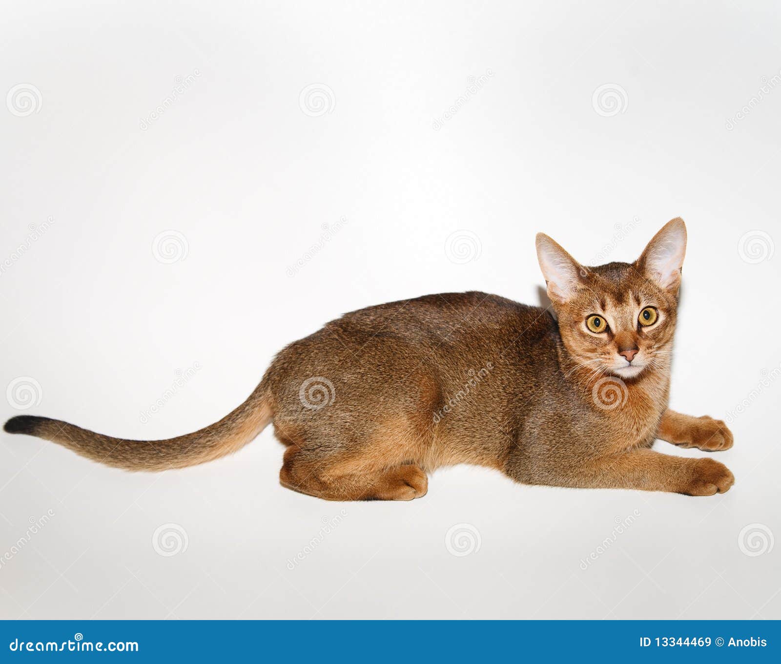 Young Abyssinian cat stock image. Image of curious, path - 13344469