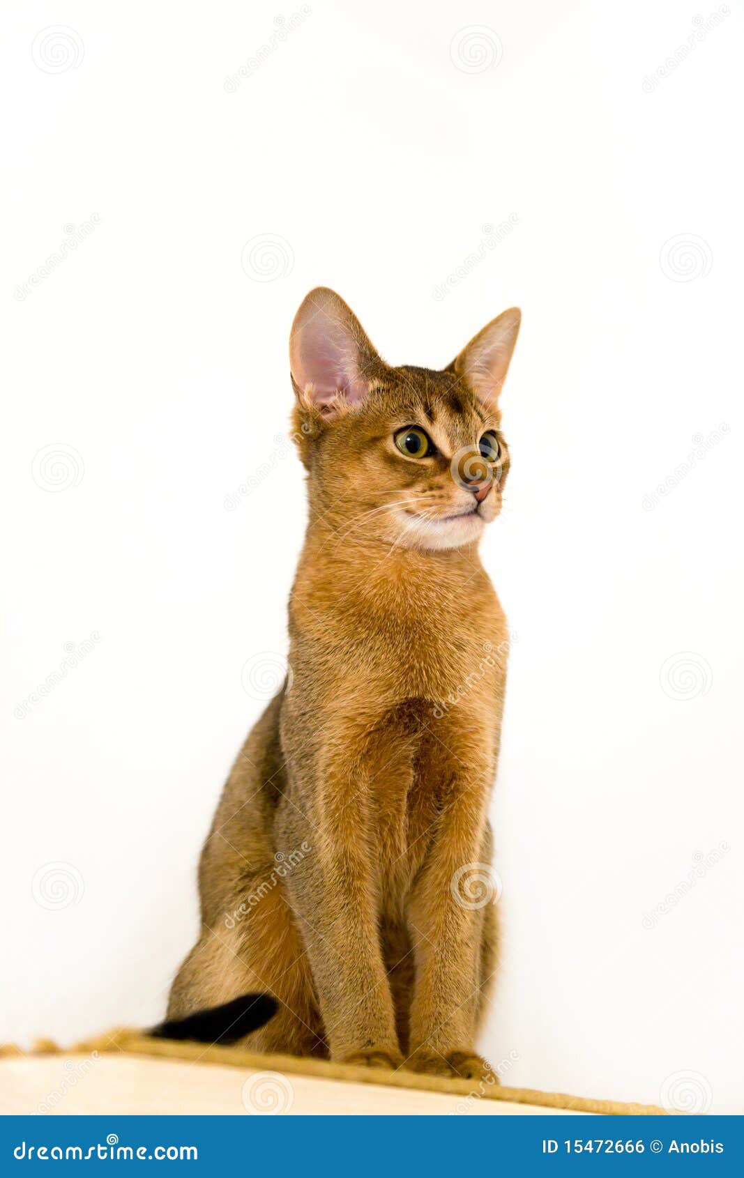 Young Abyssinian cat stock photo. Image of face, brown - 15472666