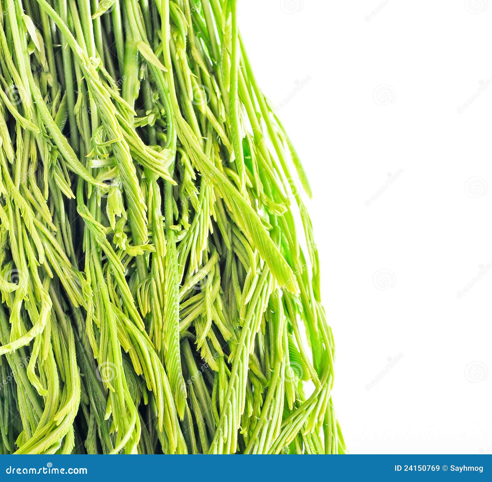 Young Acacia leaf closeup stock image. Image of weed - 24150769