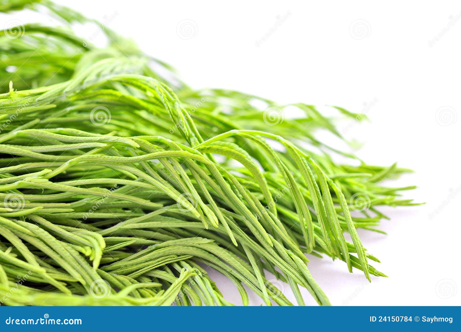 Young Acacia leaf closeup stock photo. Image of vegetable - 24150784