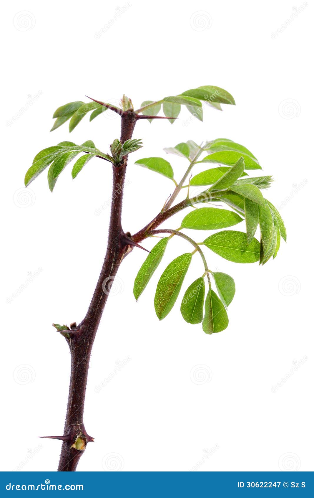 Young acacia leaves stock image. Image of background - 30622247