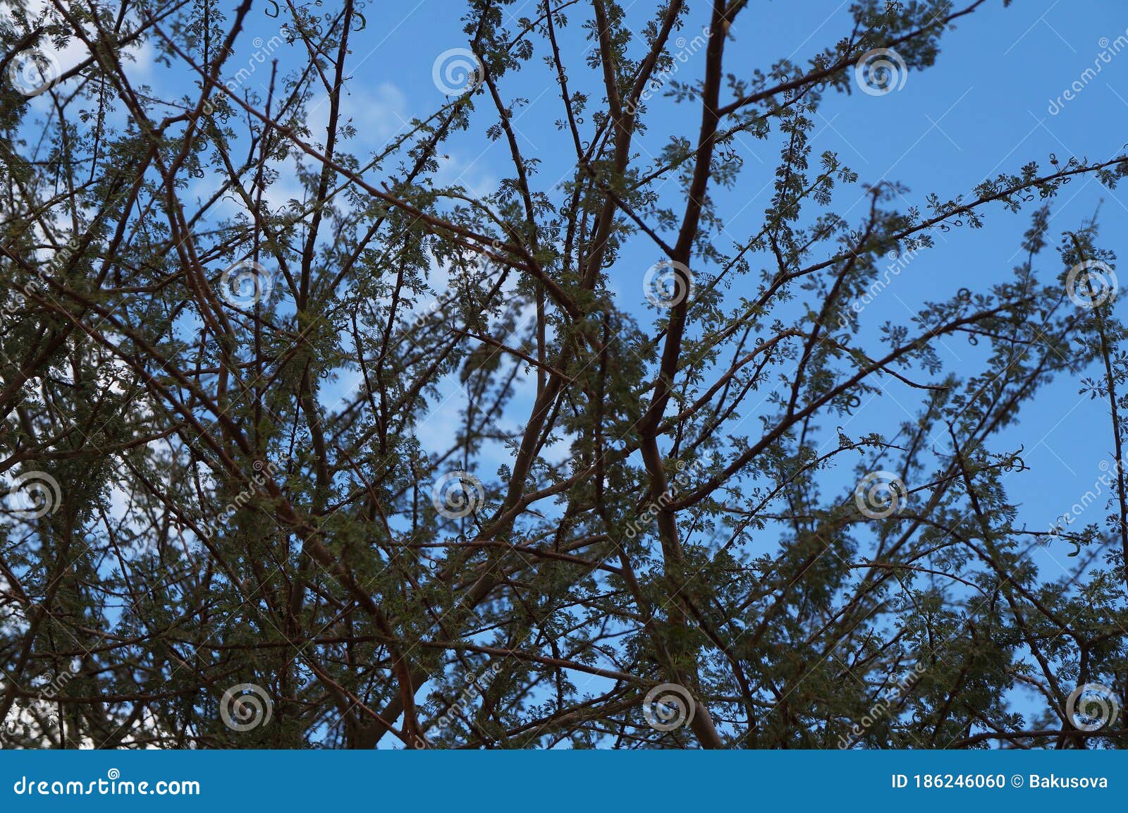 Acacia Tree Branches with Small Leaves, Selective Focus, Purposely ...