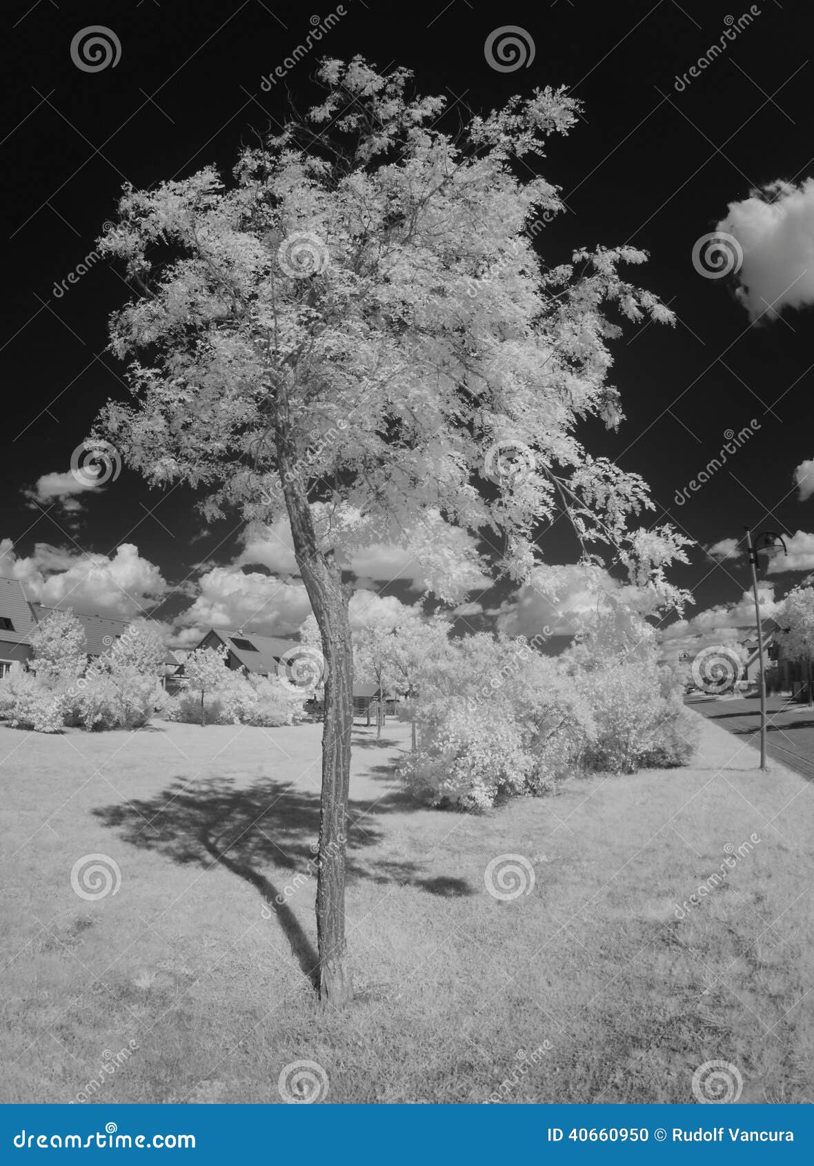 Young acacia tree stock photo. Image of young, leaves - 40660950