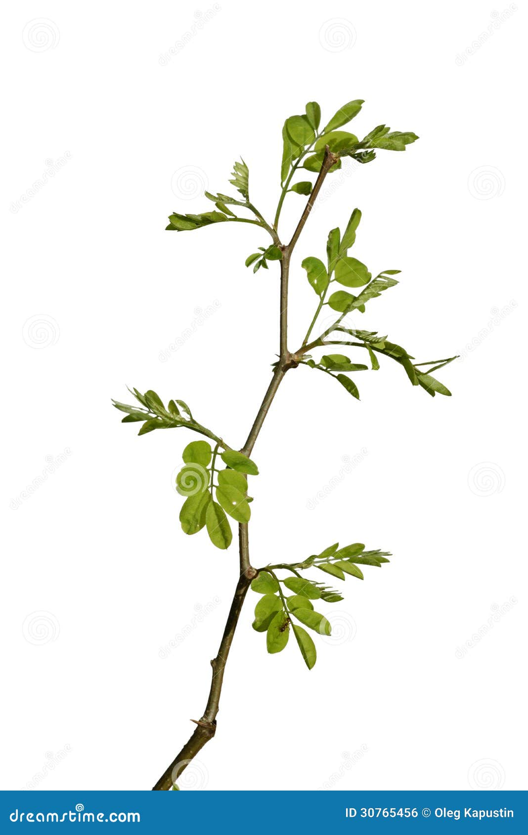 Young acacia tree stock photo. Image of tree, isolated - 30765456
