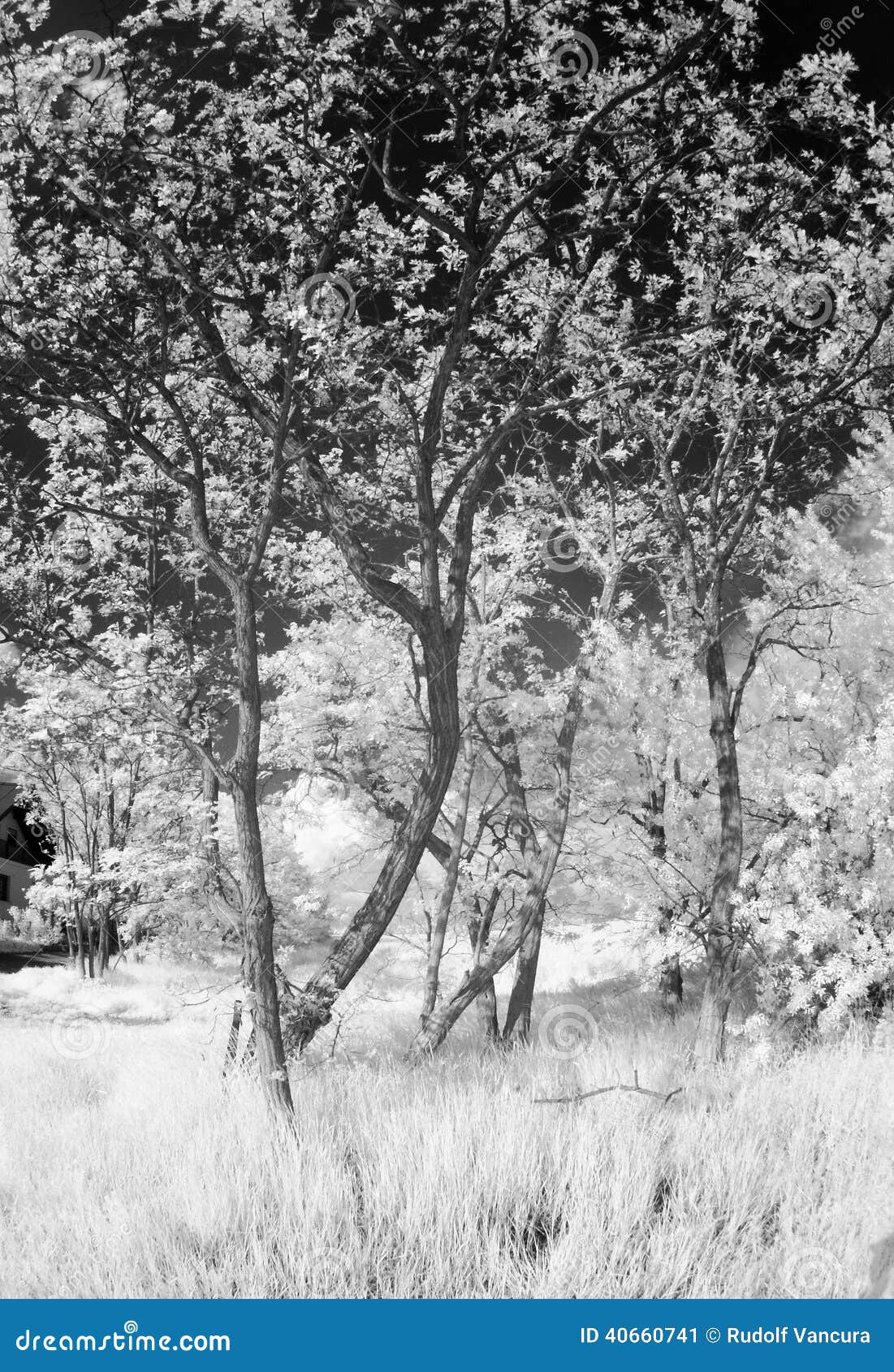 Young acacia trees stock image. Image of nature, young - 40660741