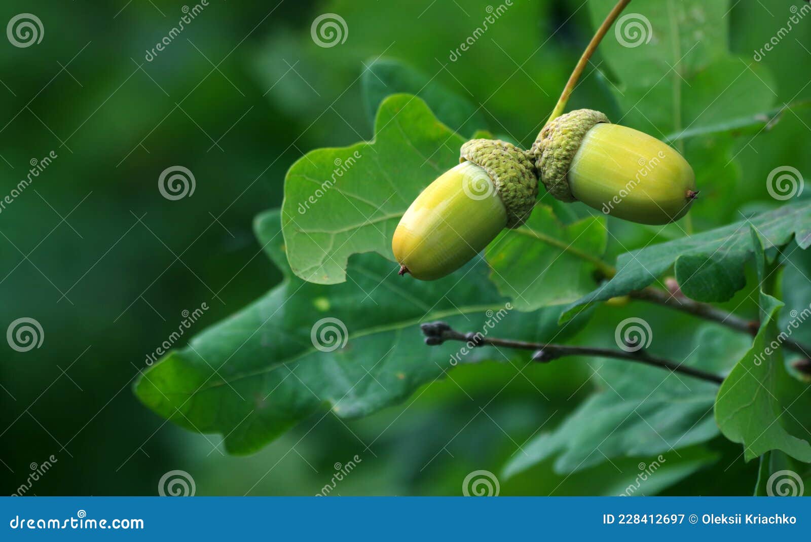 Young Acorns on Oak Branches. Stock Image - Image of color, acorn ...