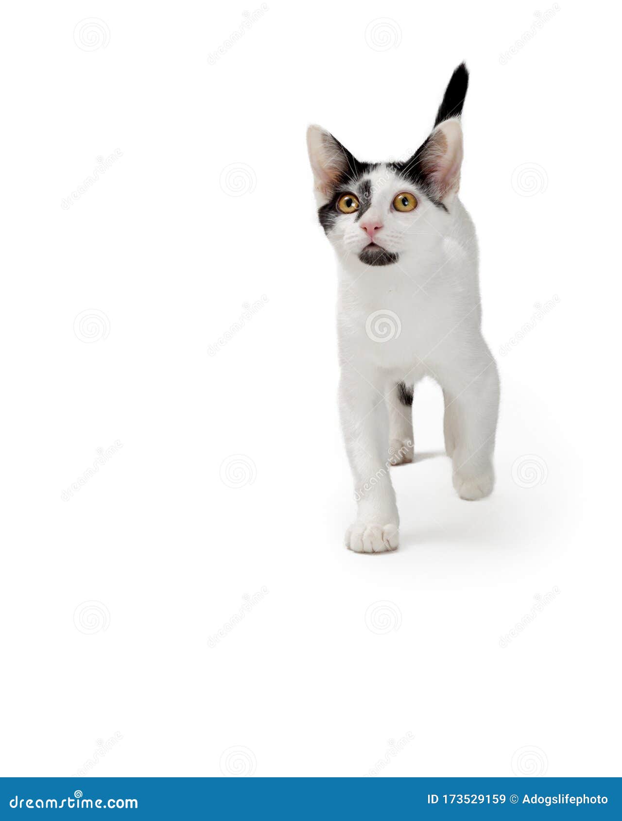Young Active Cat Walking Forward on White Stock Image - Image of studio ...