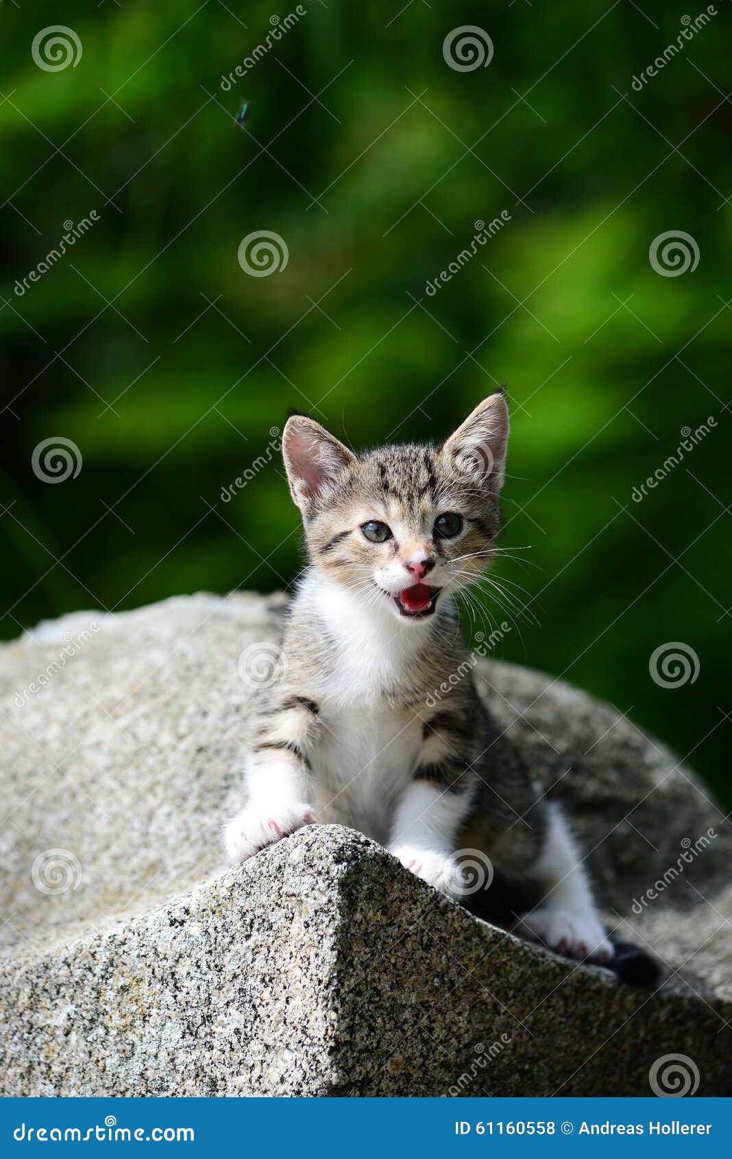 Young Adorable Kitten stock photo. Image of cute, cria - 61160558