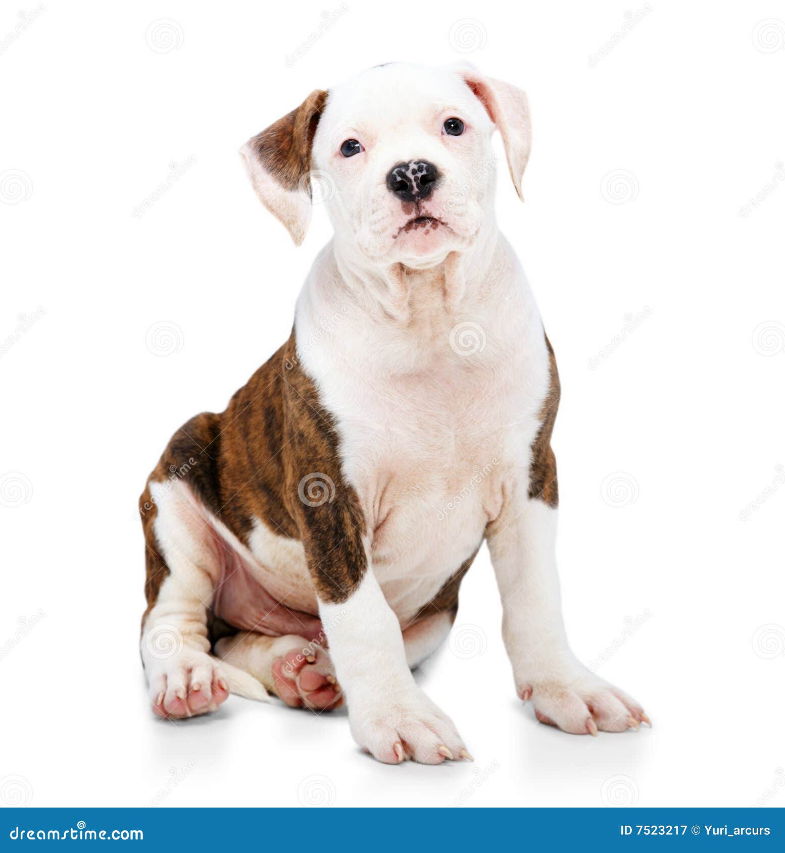 Young Adorable Puppy Sitting Up Stock Image - Image of life, color: 7523217