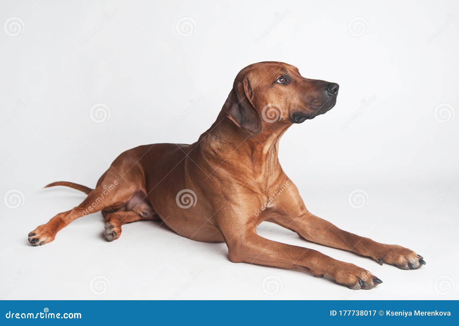 Rhodesian Ridgeback Isolated on a White Background Stock Image - Image ...