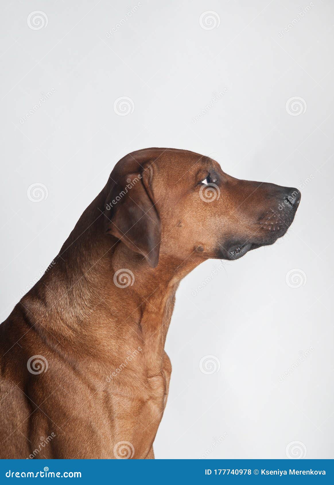Rhodesian Ridgeback Isolated on a White Background Stock Photo - Image ...