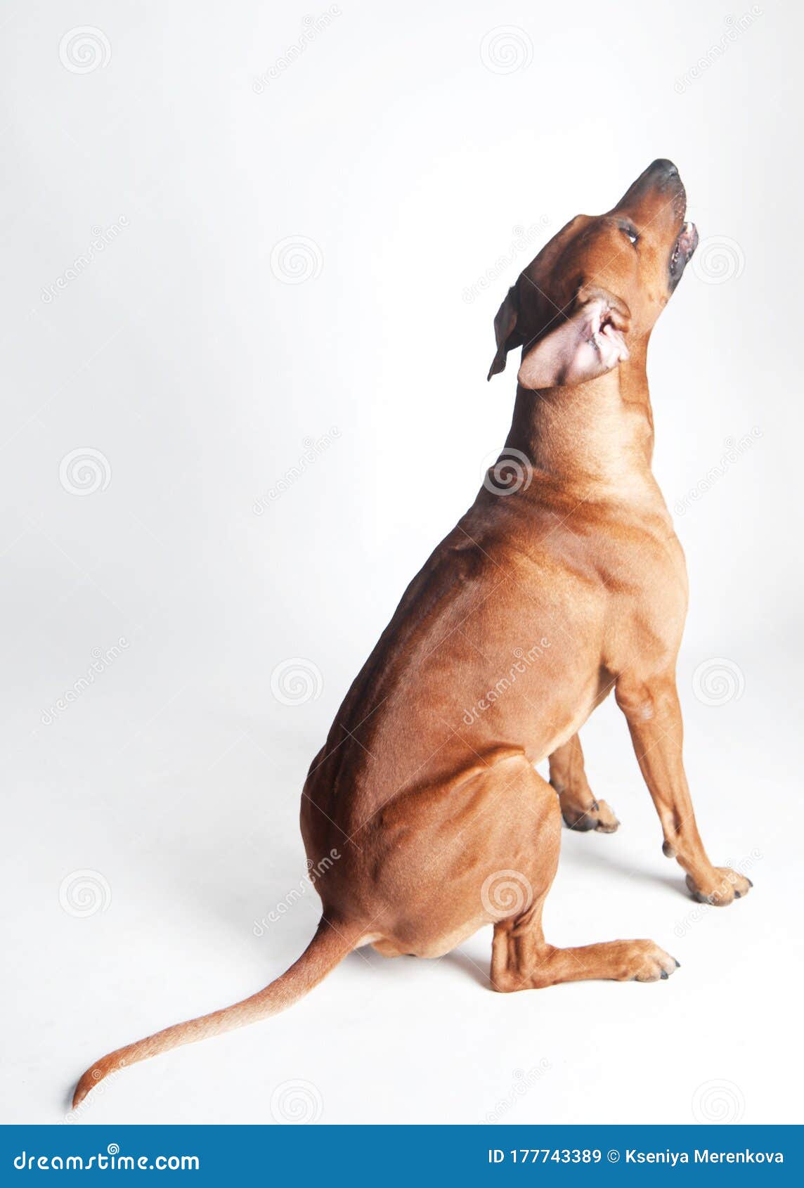 Rhodesian Ridgeback Isolated on a White Background Stock Image - Image ...