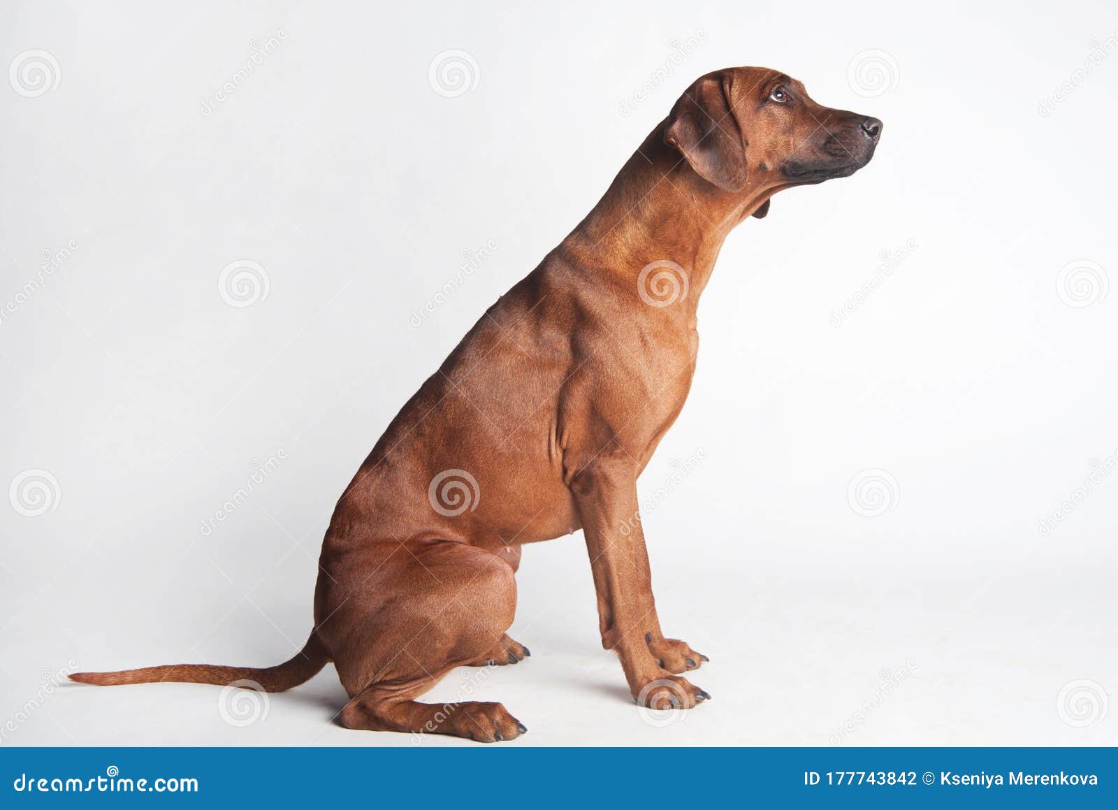 Rhodesian Ridgeback Isolated on a White Background Stock Photo - Image ...