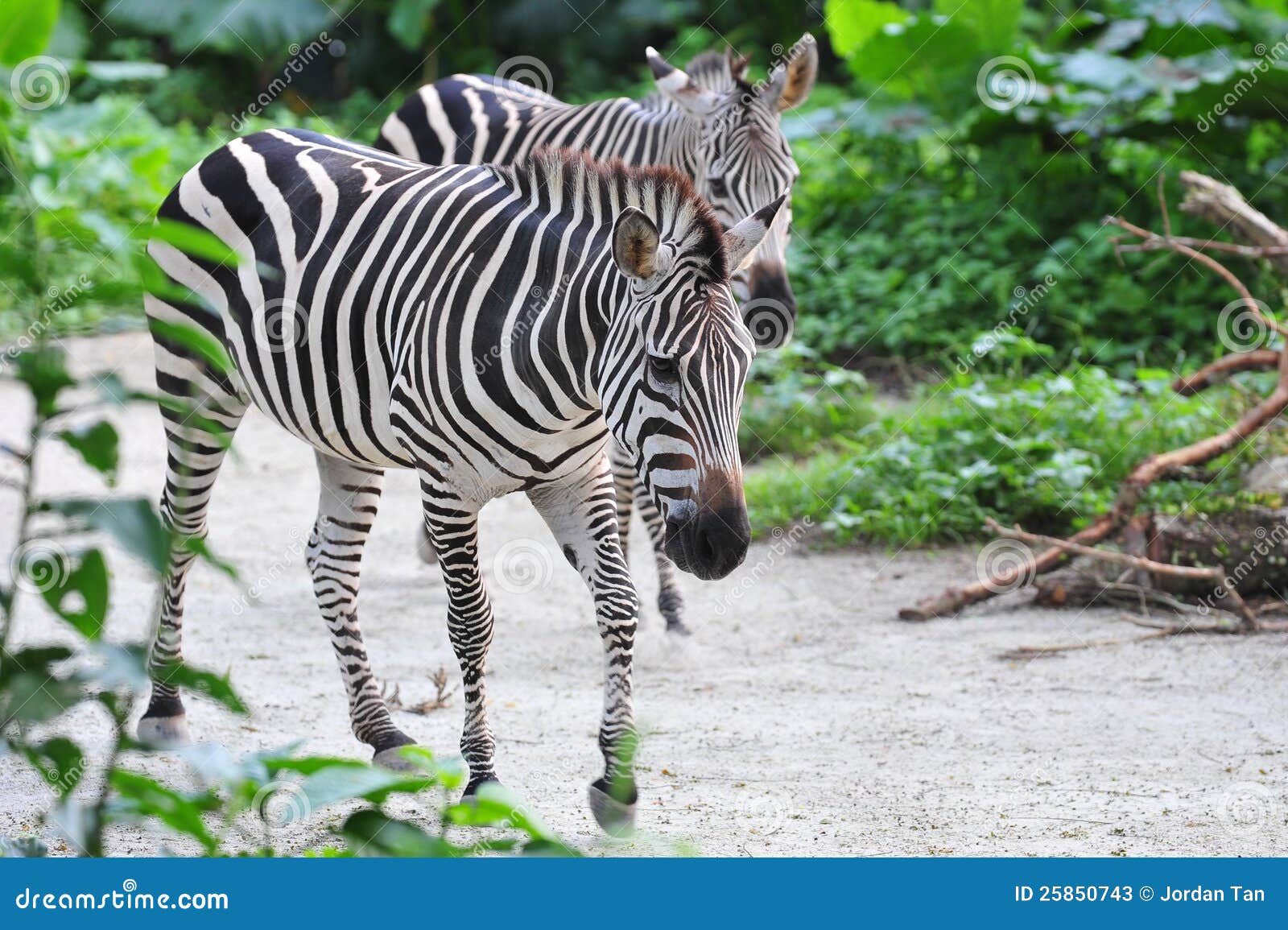 Young adult zebras stock image. Image of black, white - 25850743