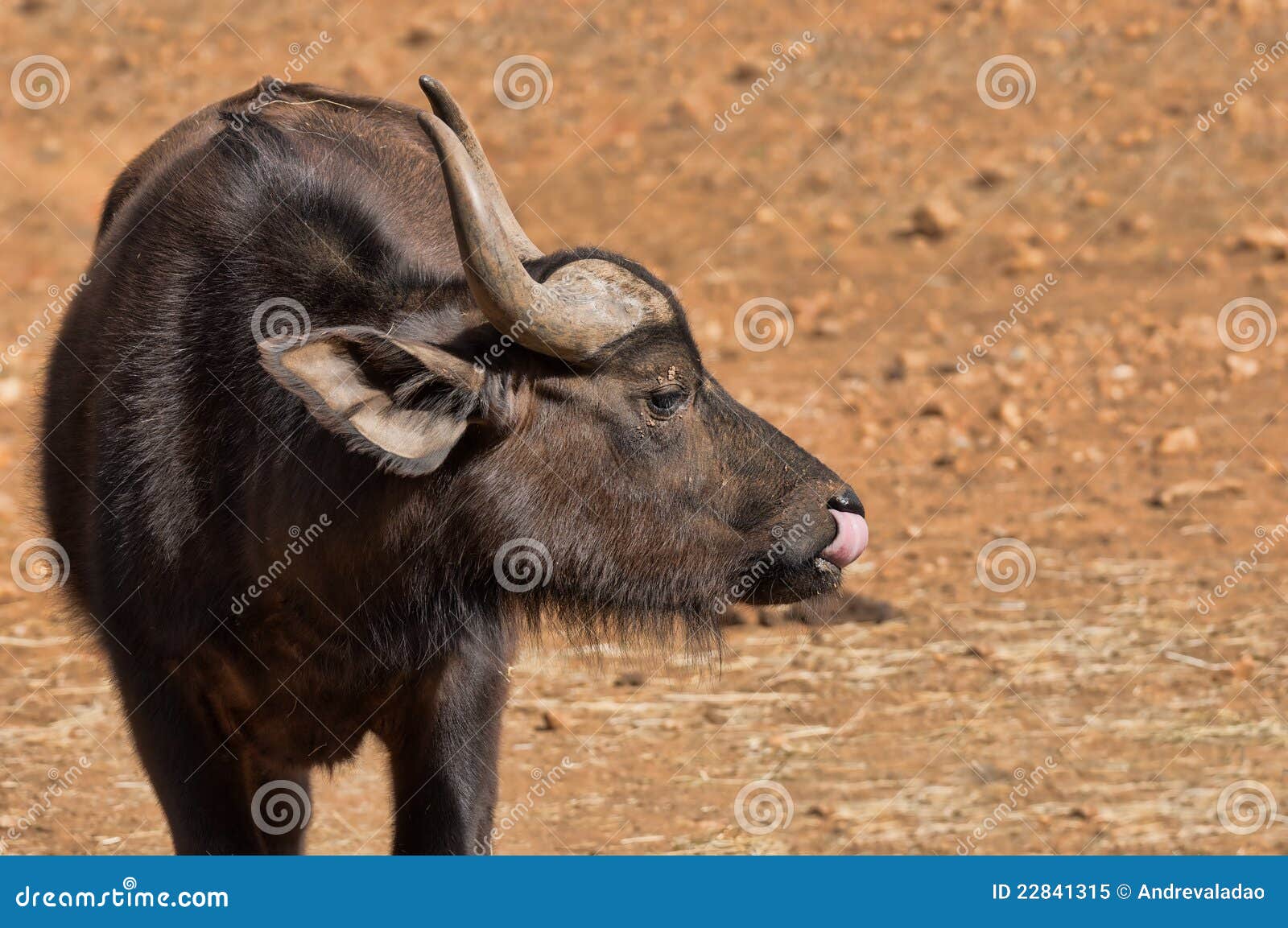 Young African Buffalo stock image. Image of wild, wildlife - 22841315