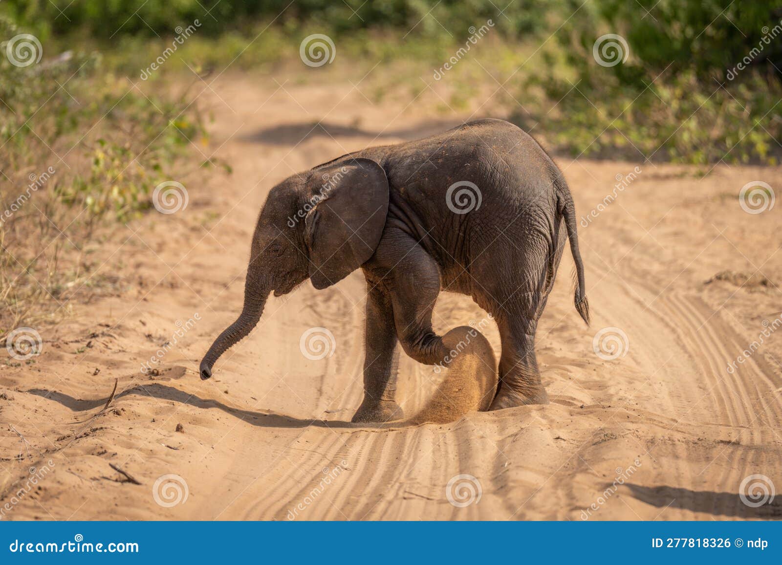 Young African Bush Elephant Kicks Sand Back Stock Photo - Image of ...
