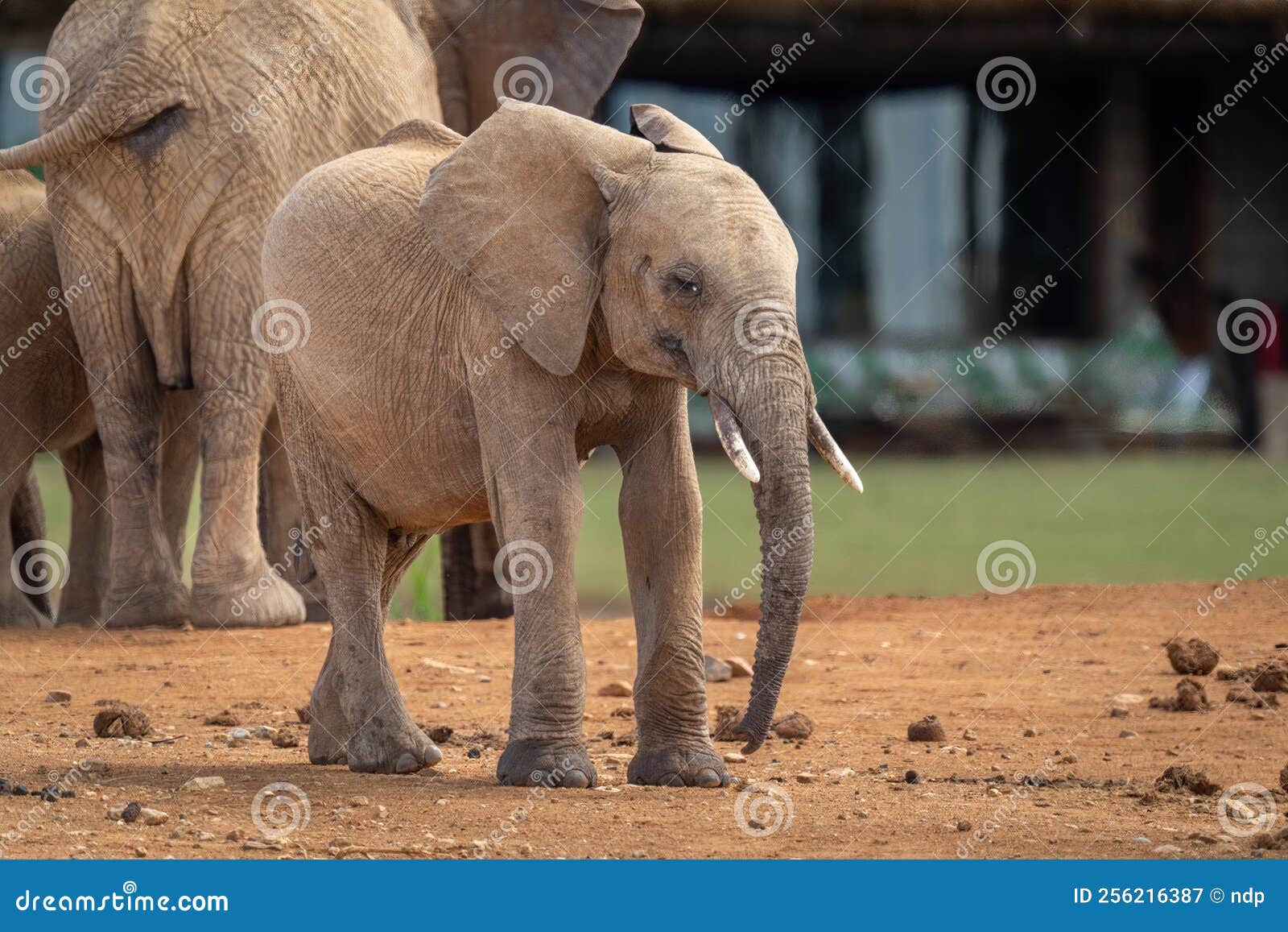 Young African Bush Elephant Stands Eyeing Camera Stock Image - Image of ...