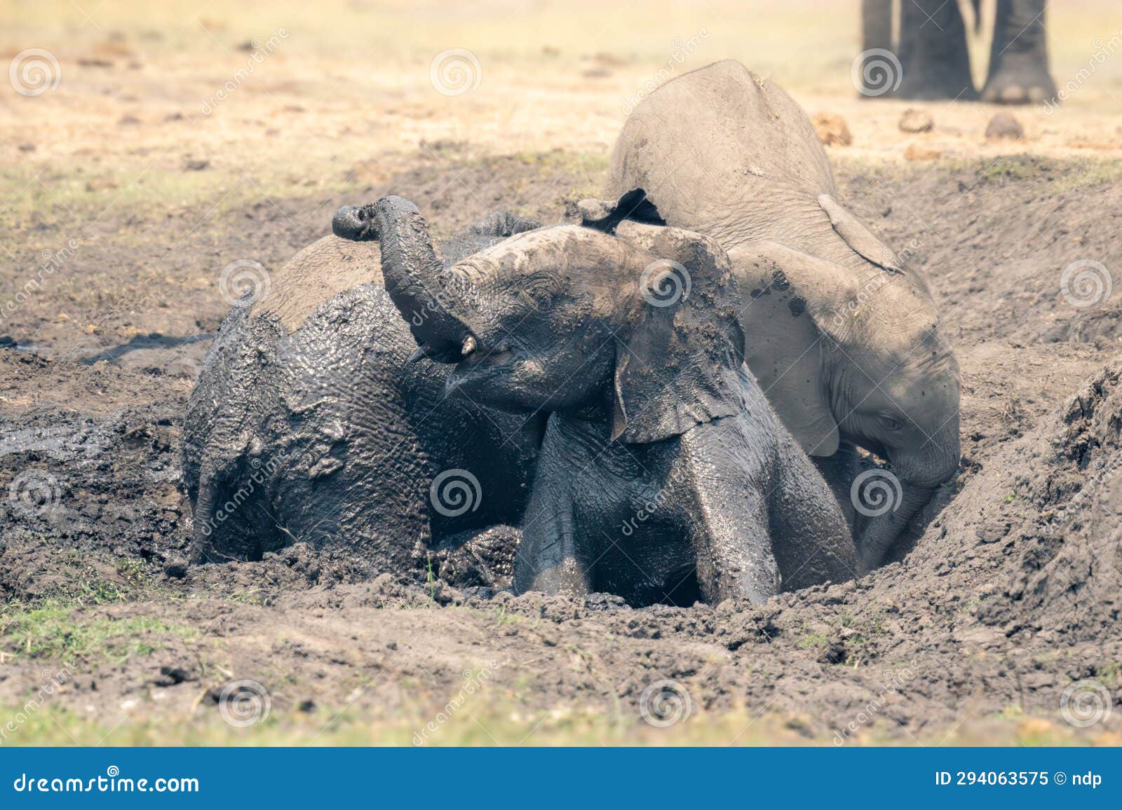 Young African Bush Elephants Wallow in Mud Stock Image - Image of ...