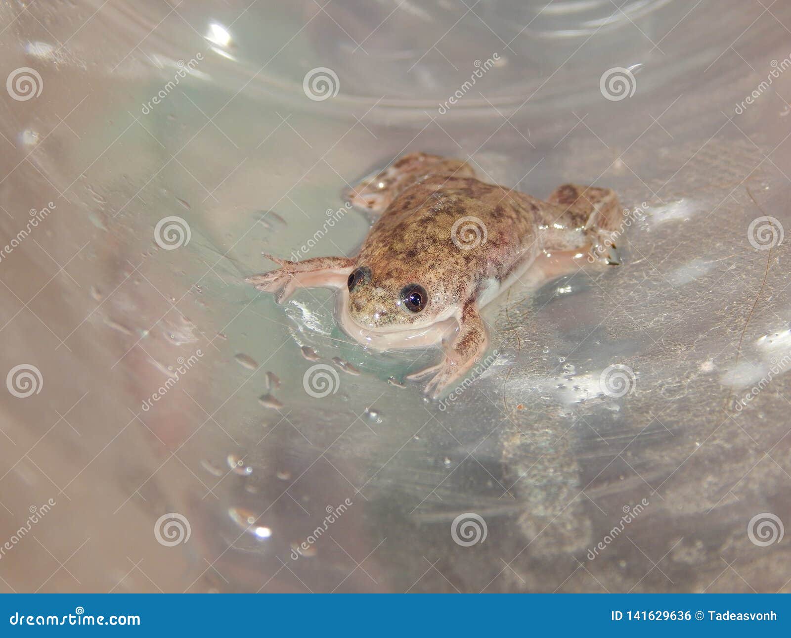 Young African Clawed Frog Closeup II Stock Photo - Image of version ...