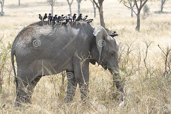 Young African Elephant Whose Back is Full of Birds and Feeds on Stock ...