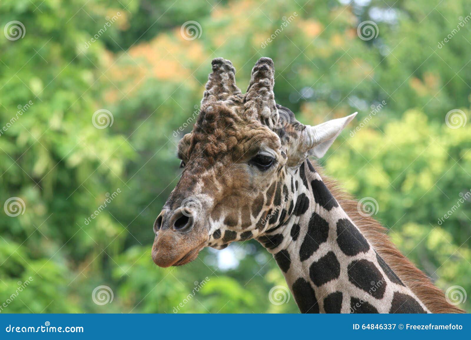 Young African Giraffe stock image. Image of giraffe, neck - 64846337