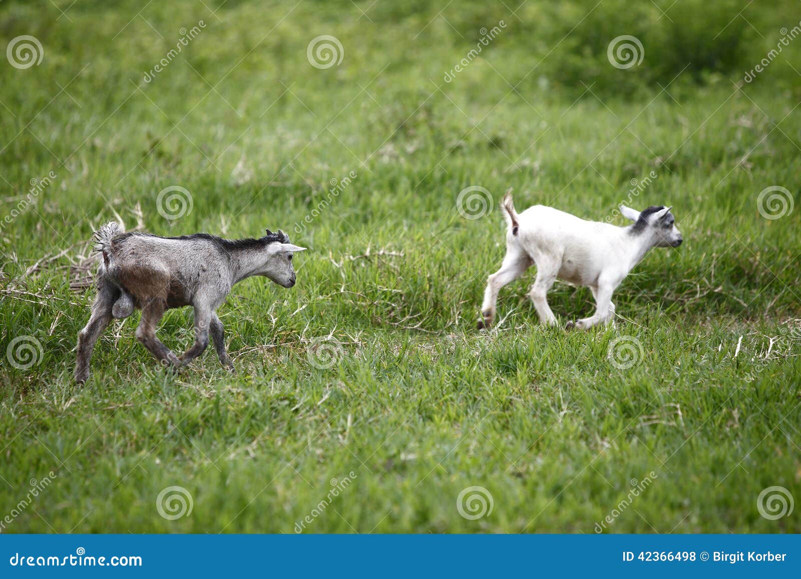 Young African Goats Running Across the Meadow Stock Photo - Image of ...