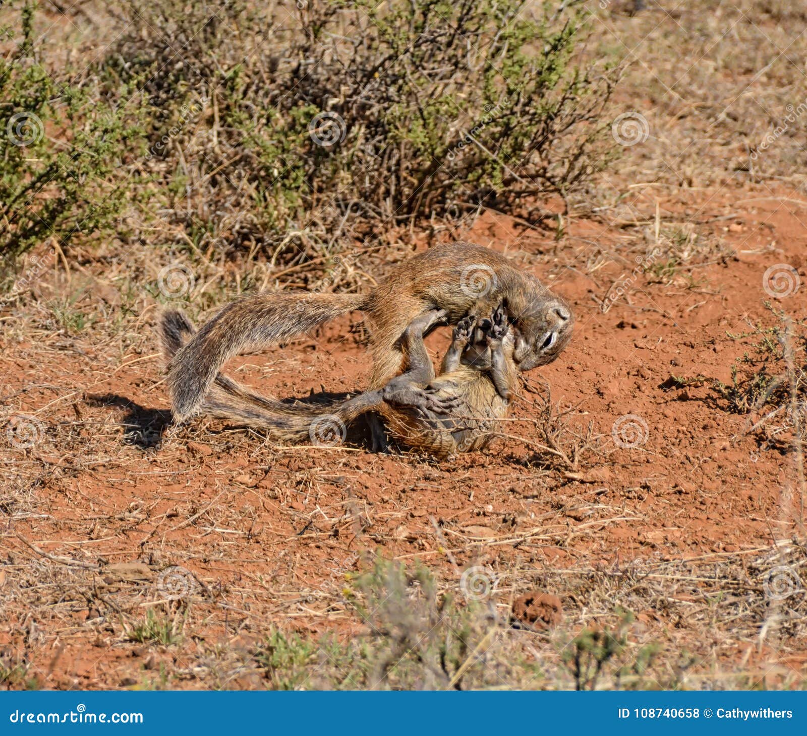 Ground Squirrels Playing stock photo. Image of cape - 108740658