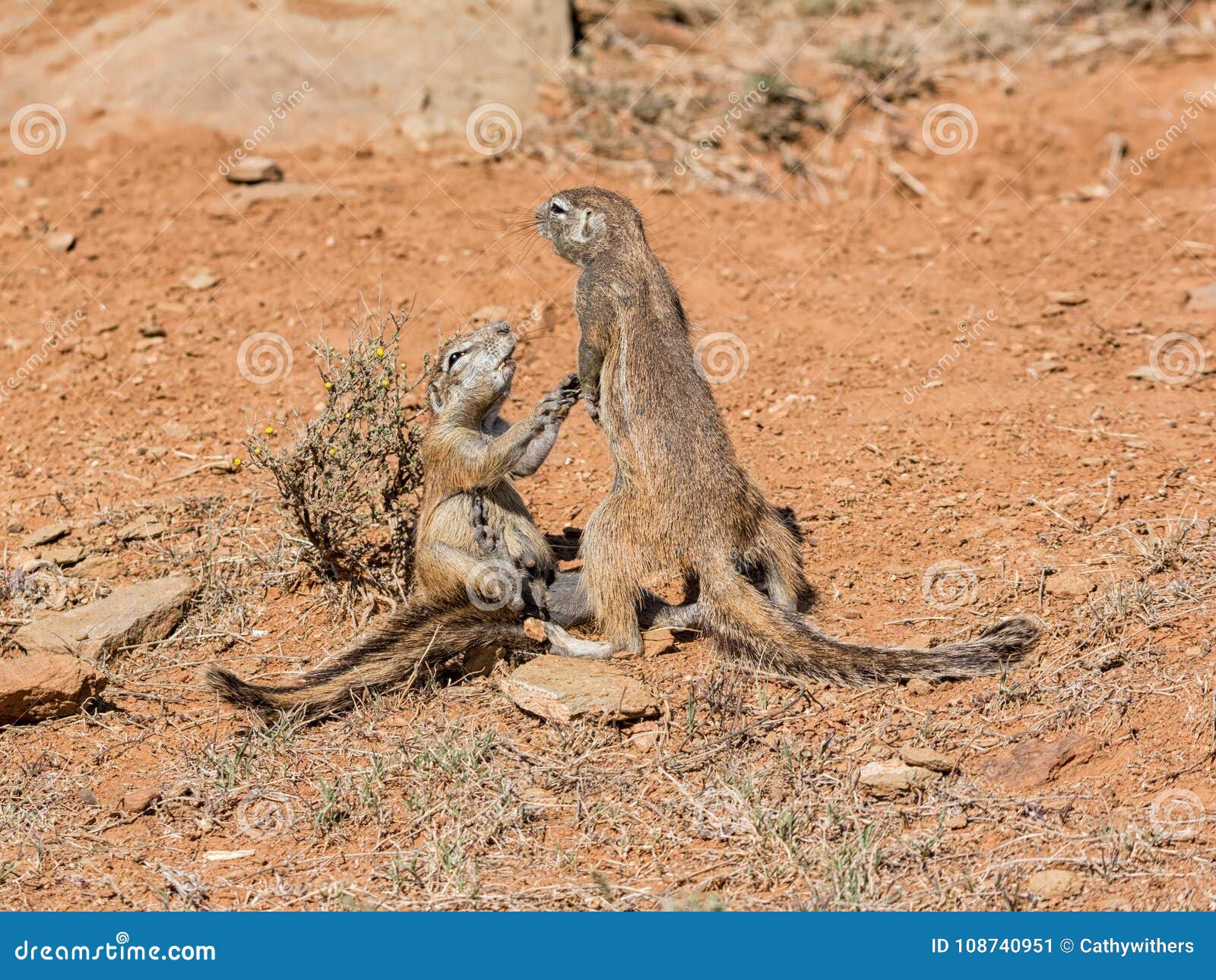 Ground Squirrels Playing stock image. Image of sciurinae - 108740951