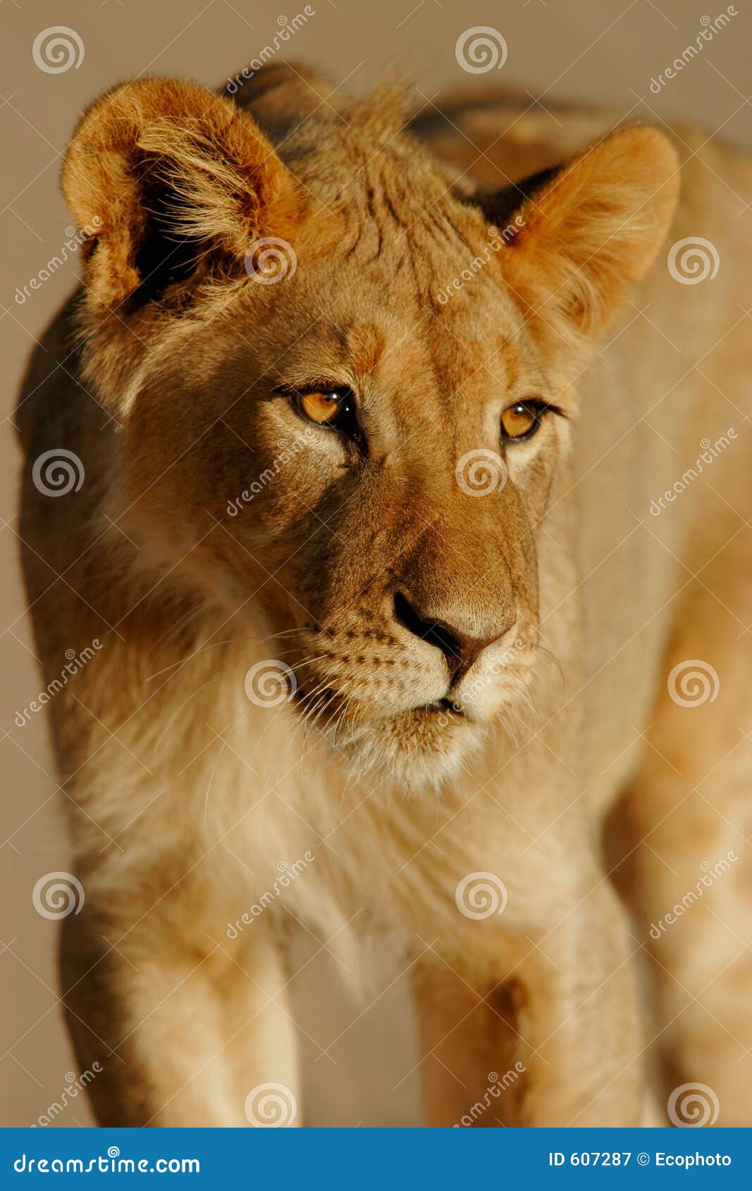 Young African lion stock image. Image of mammal, rest, adapted - 607287