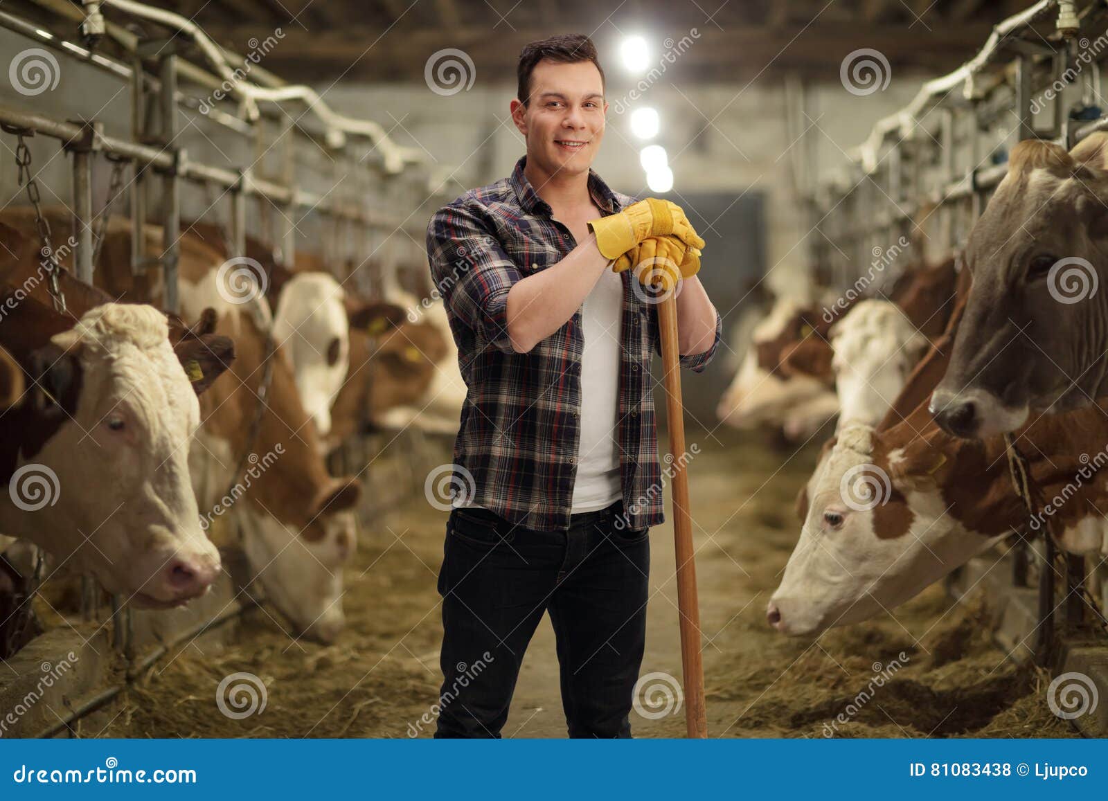 Young Agricultural Worker Posing in a Cowshed Stock Photo - Image of ...