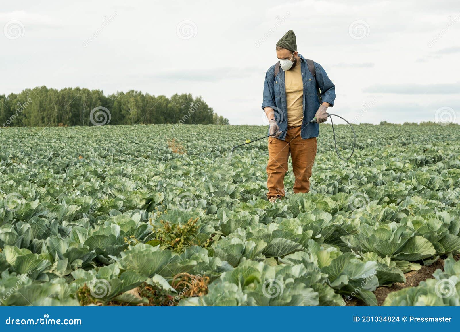 Young Agroengineer Spraying Growing Cabbages Stock Photo - Image of ...