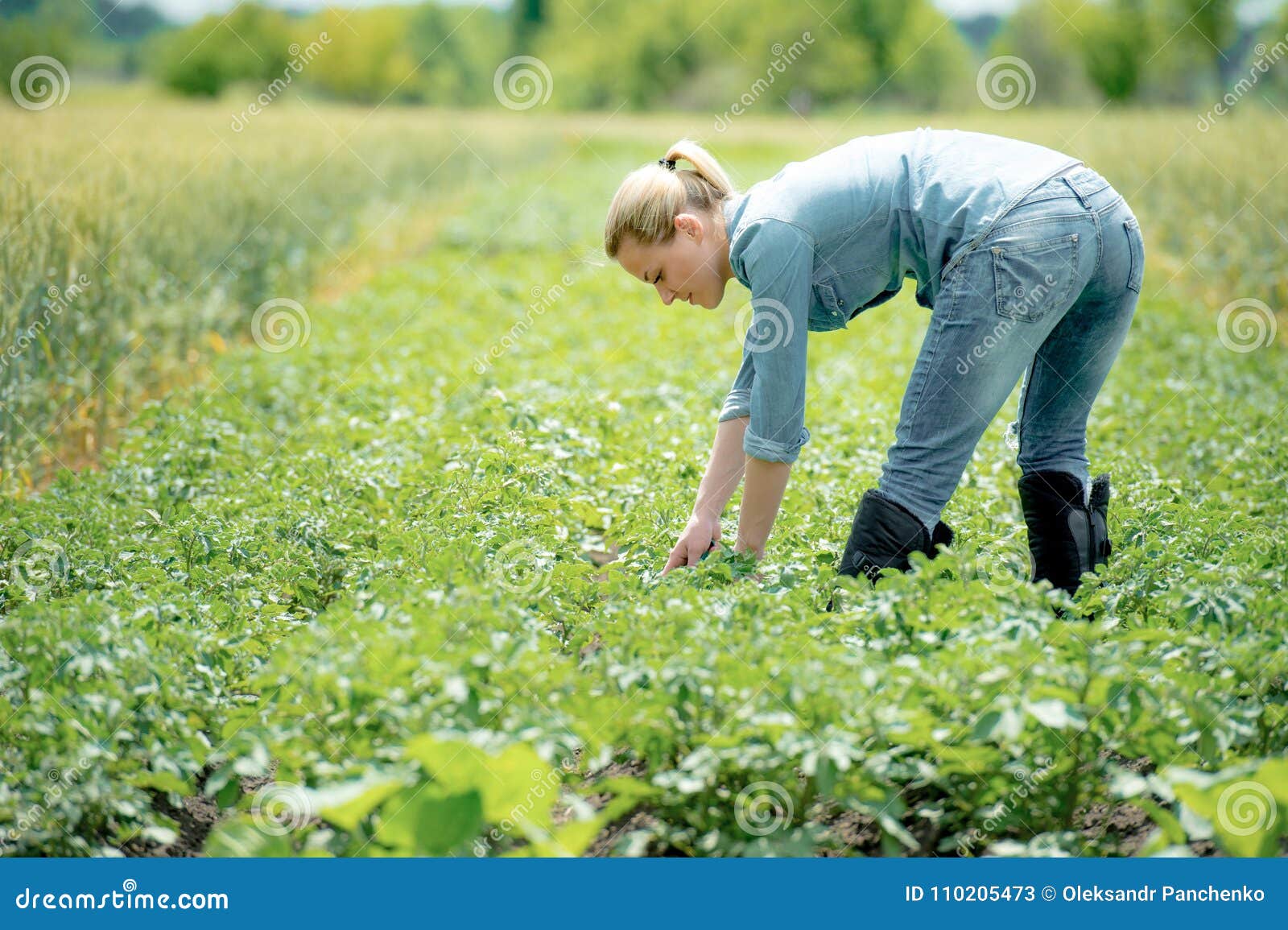 Young Agronomist Working on a Field, on Hot Summer Day Stock Image ...