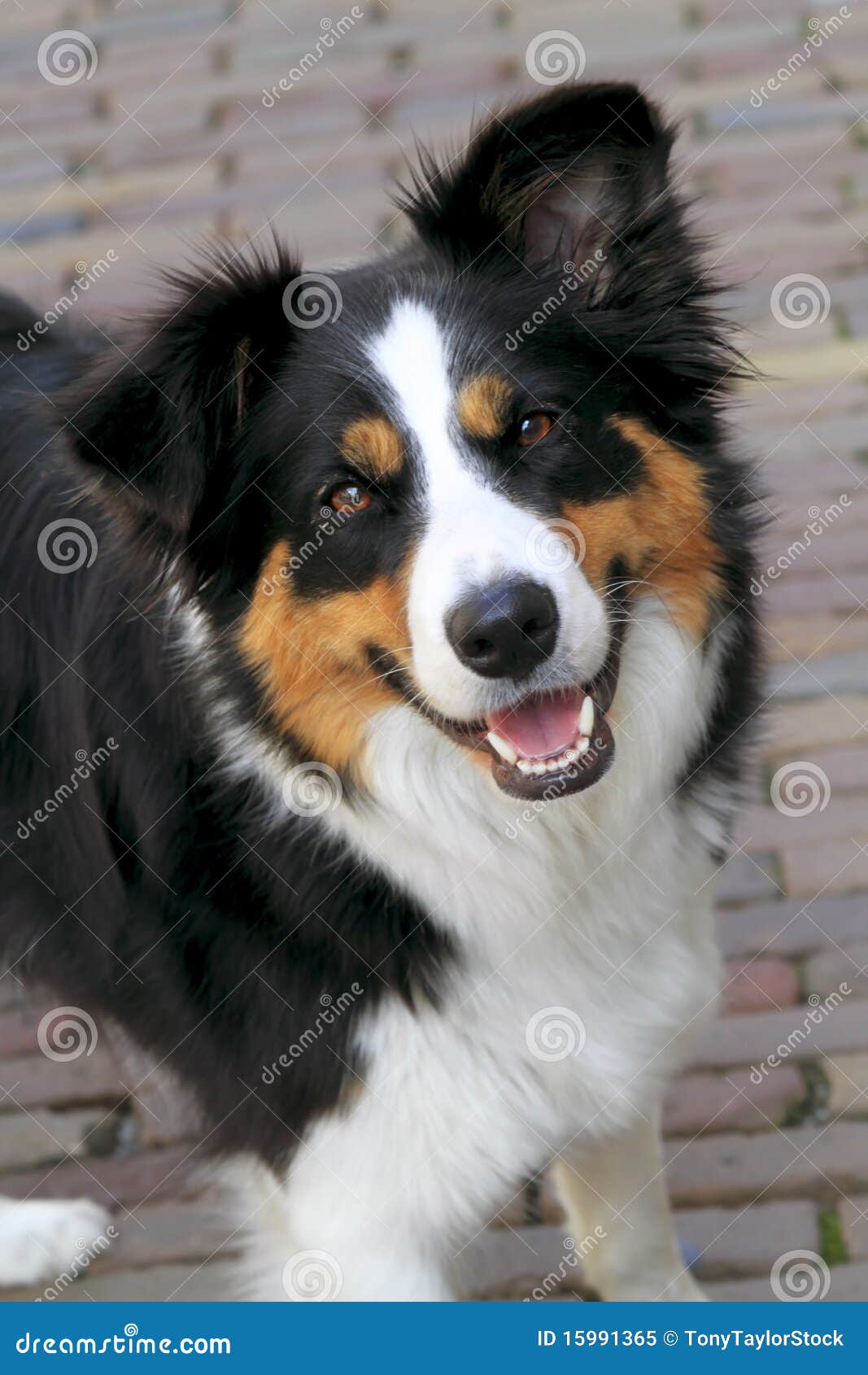 A young alert collie dog stock image. Image of canine - 15991365