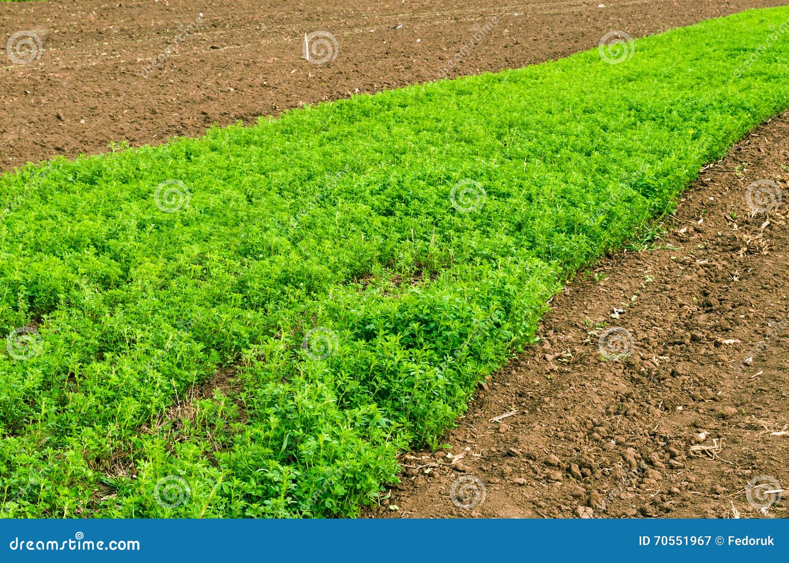 Young Alfalfa in the Field of Black Soil Stock Image - Image of farming ...