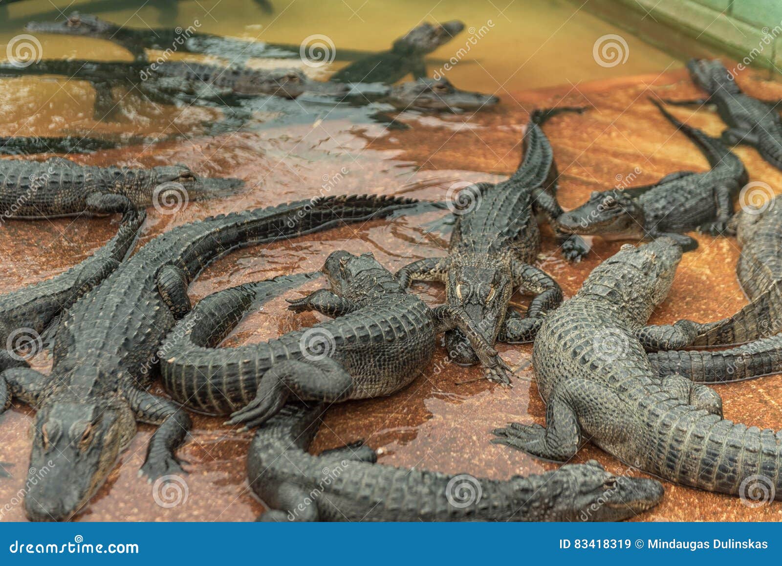 410 Alligator Farm Florida Stock Photos - Free & Royalty-Free Stock ...