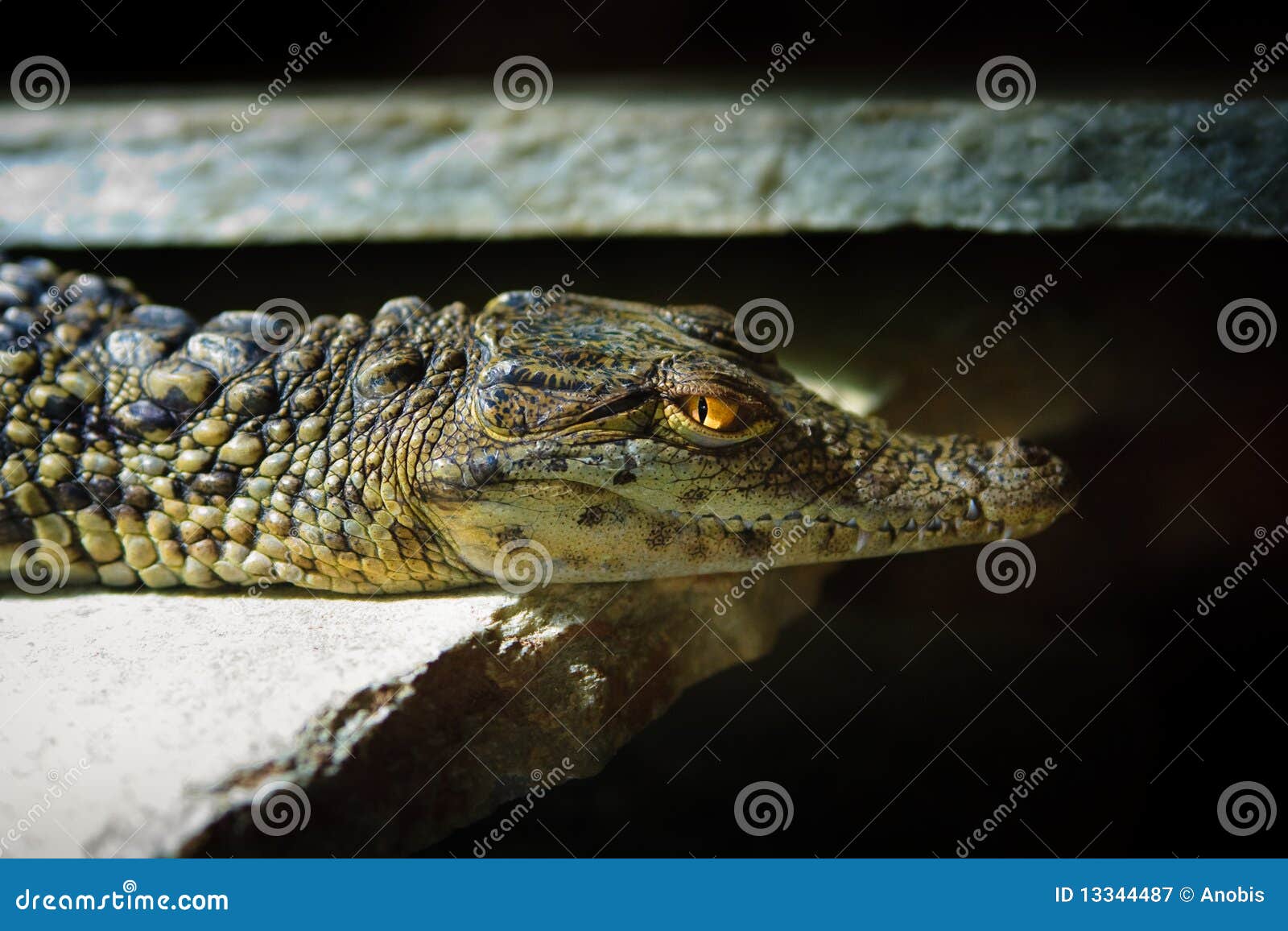 Young alligator stock image. Image of destruction, close - 13344487