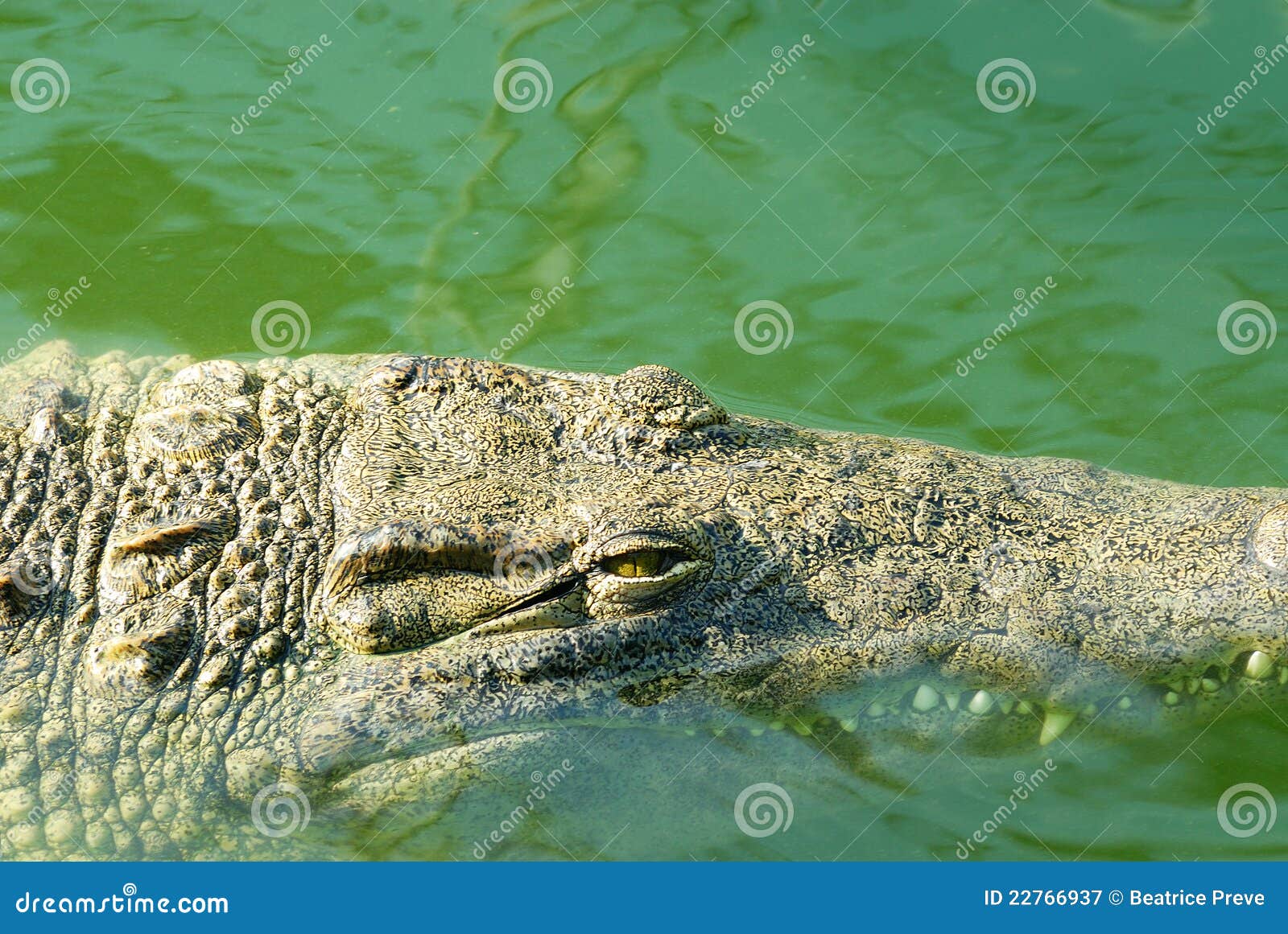 Young alligator stock image. Image of nature, pond, animal - 22766937