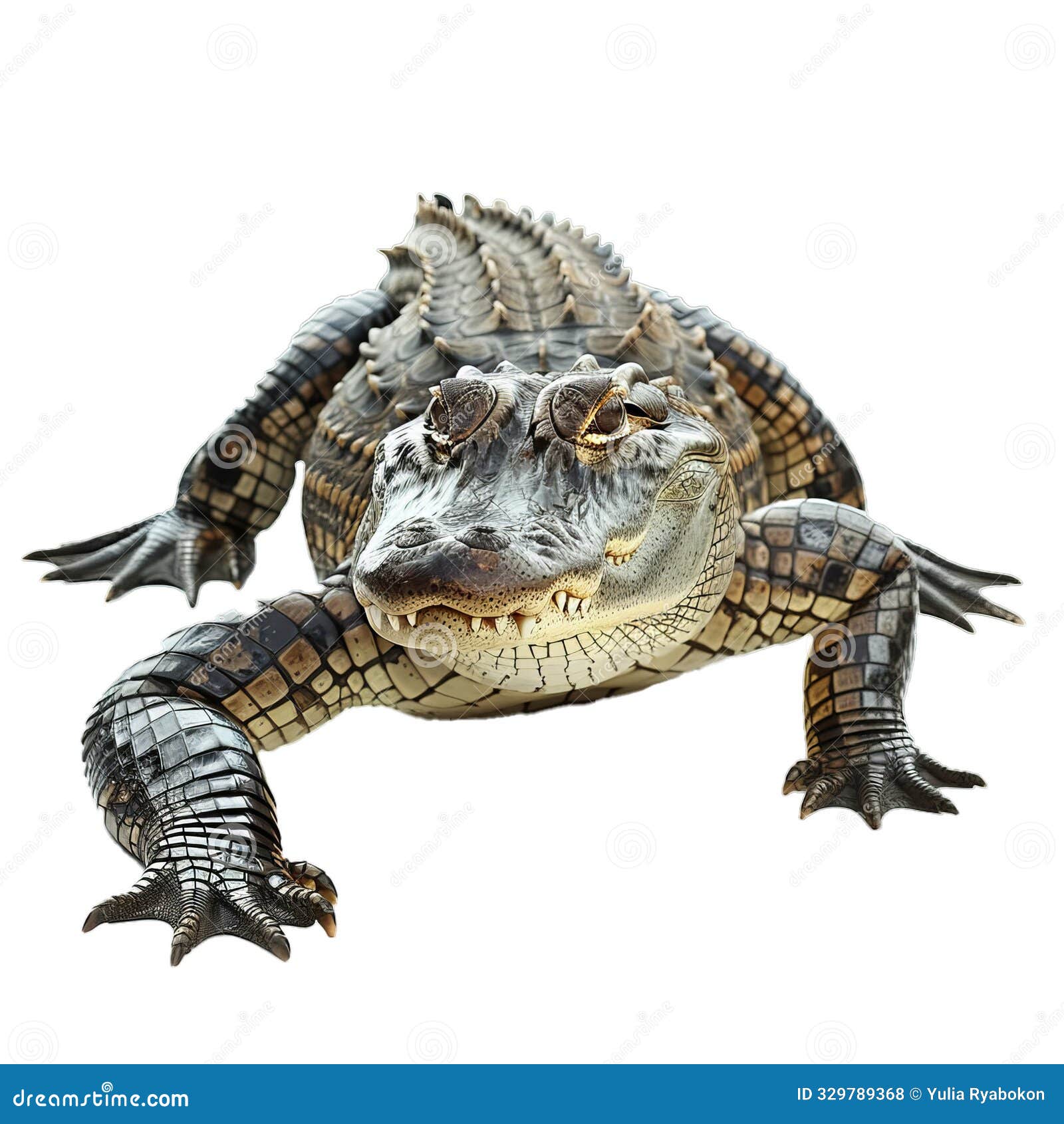Young Alligator Crawling and Looking at Viewer on White Background ...