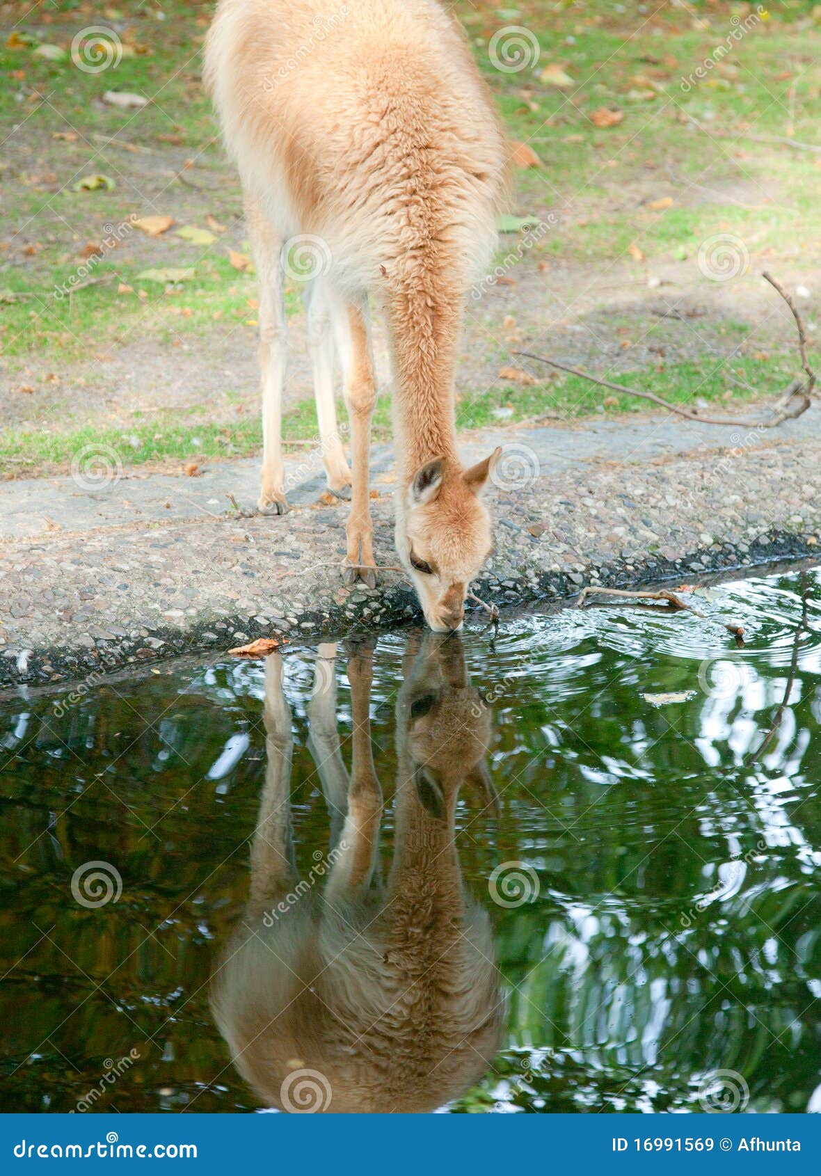 A young alpaca stock image. Image of head, green, meadow - 16991569