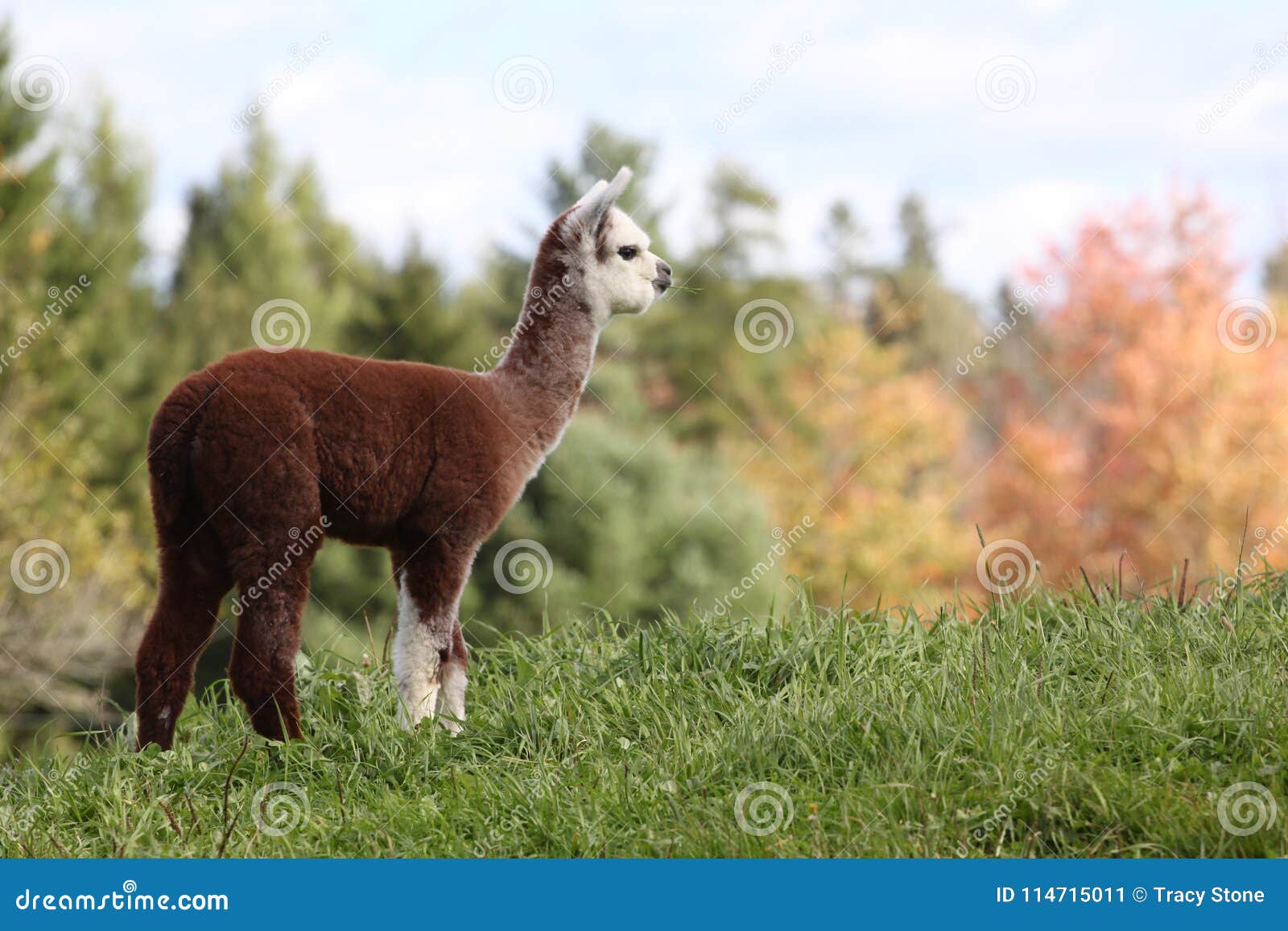 Young alpaca in a field stock image. Image of livestock - 114715011