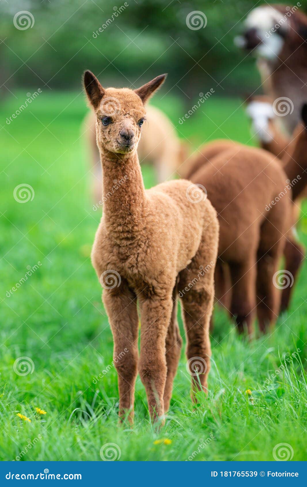 Young Alpaca in a herd stock image. Image of europe - 181765539