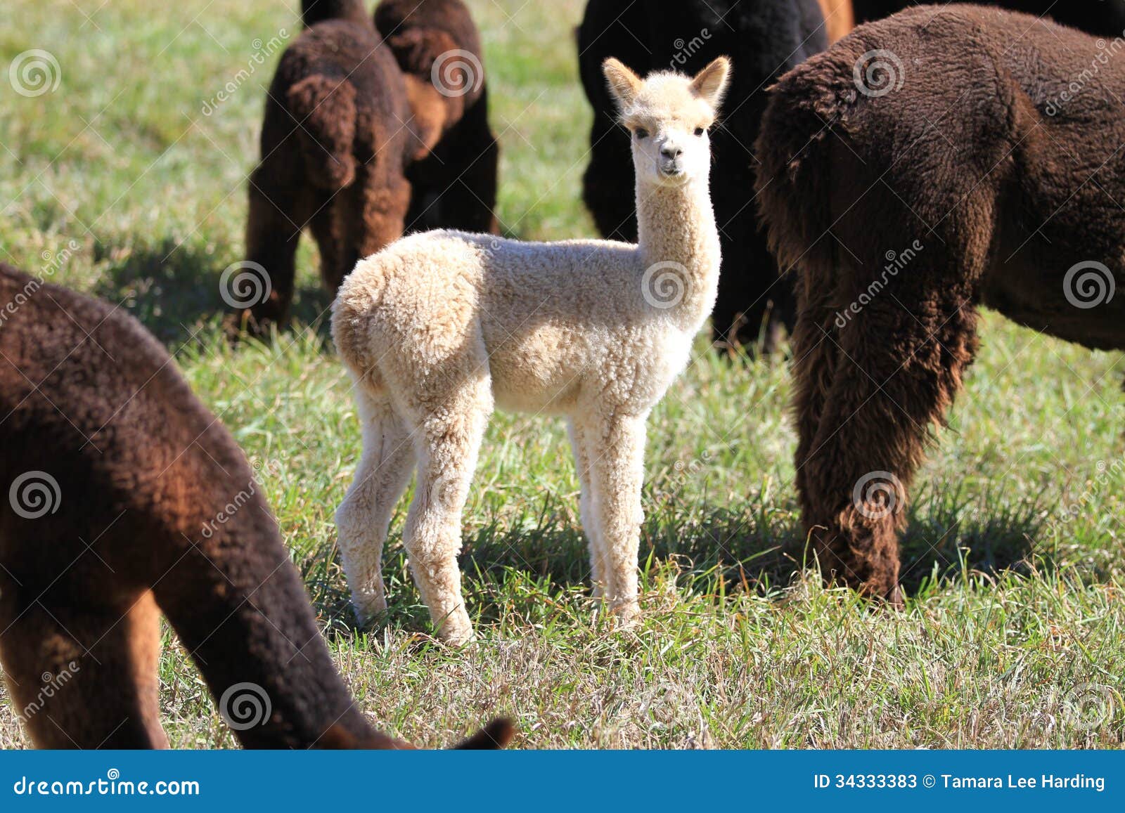 Young alpaca in a herd stock image. Image of veterinarian - 34333383