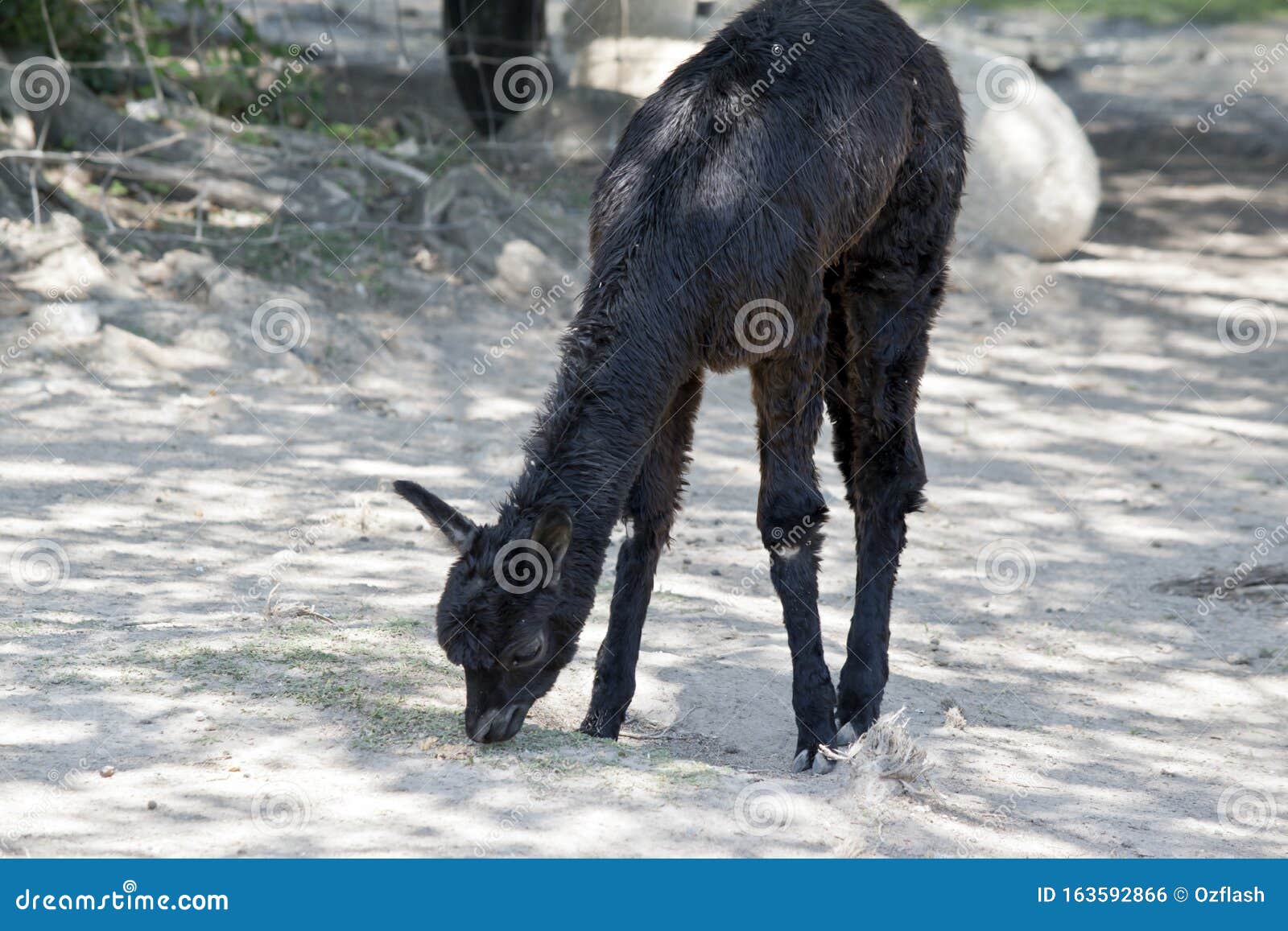 This is a young alpaca stock photo. Image of head, farming - 163592866