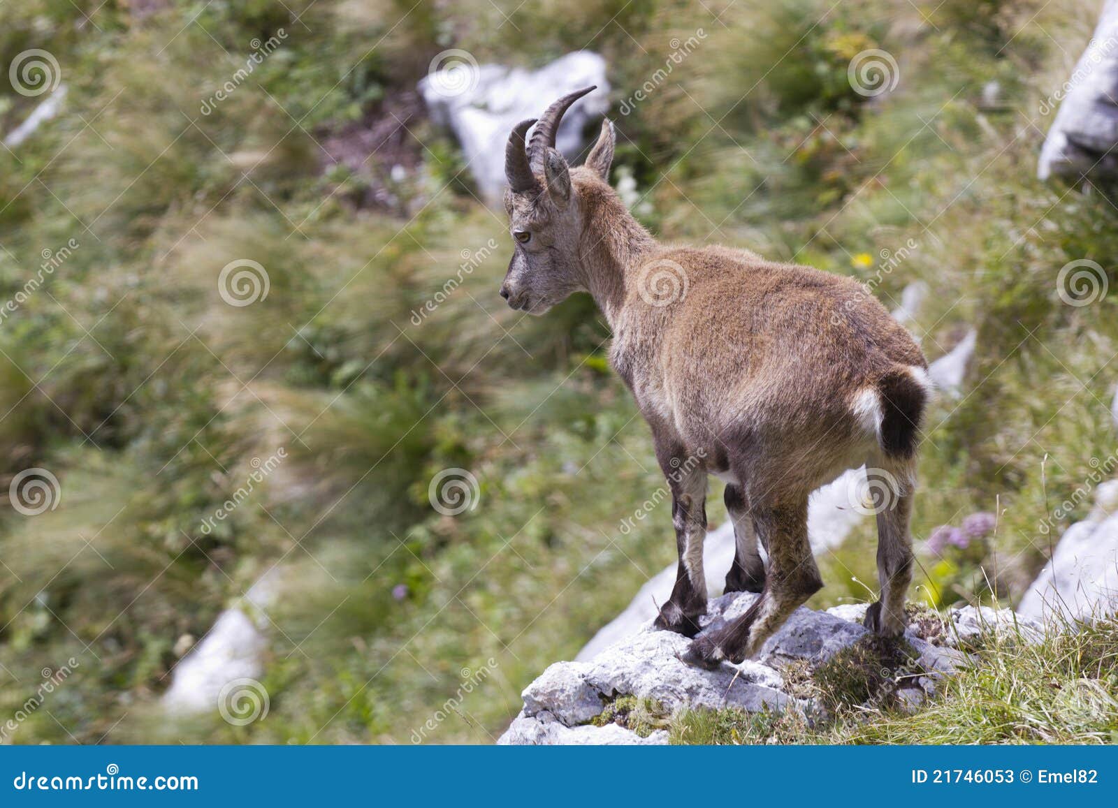 Young Alpine Ibex Standing On Its Hind Legs Mid-jump Royalty-Free Stock ...