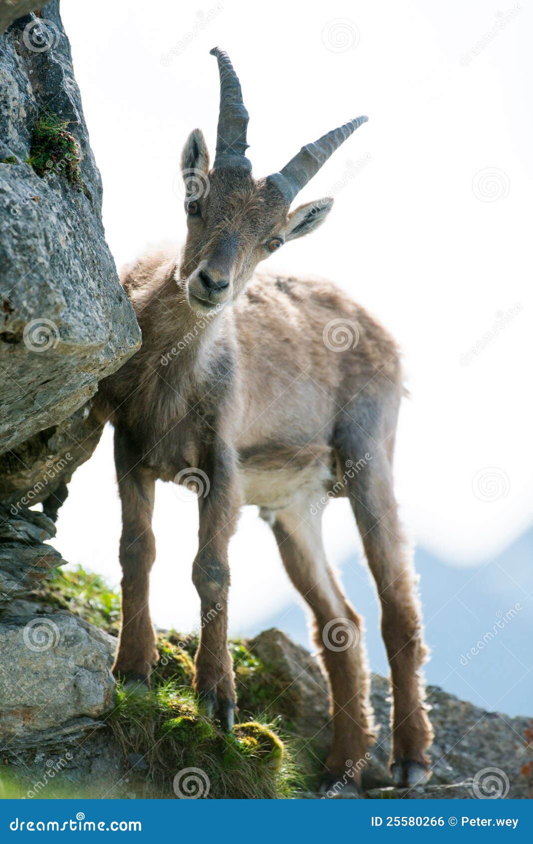 Young Alpine Ibex (lat. Capra Ibex) Stock Photo - Image of capra, blue ...