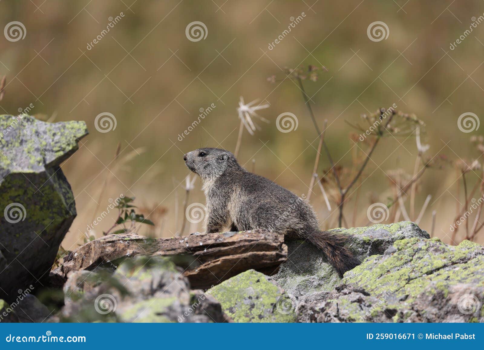 Young Alpine Marmot Sitting on Some Rocks in a Meadow Stock Image ...