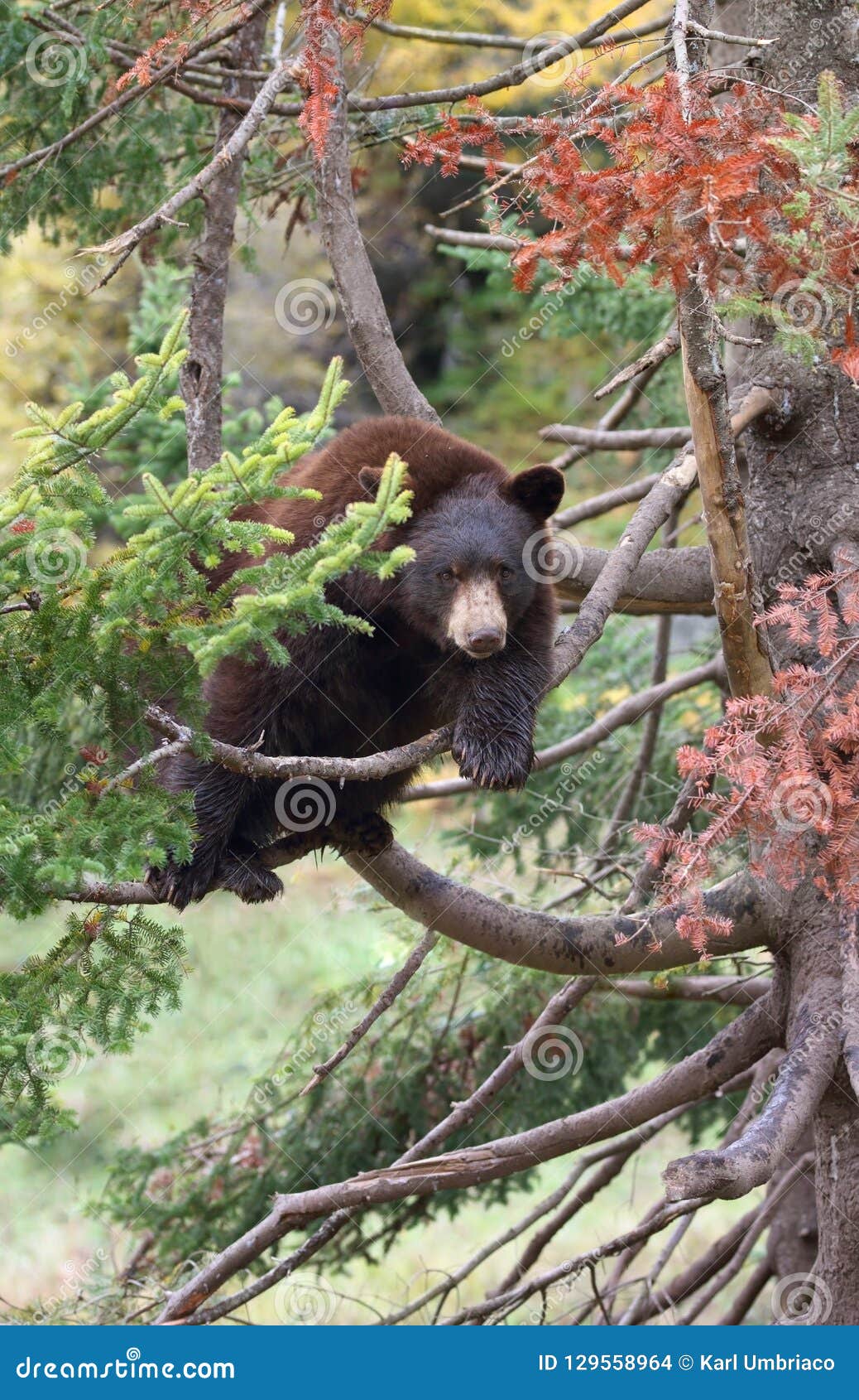 American Black Bear in a Tree Stock Photo - Image of funny, nature ...