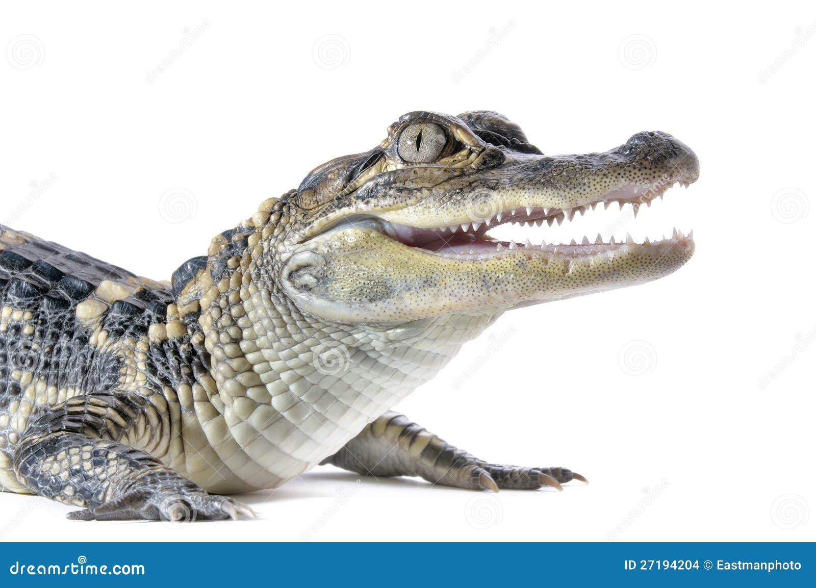 Young American Alligator stock photo. Image of american - 27194204