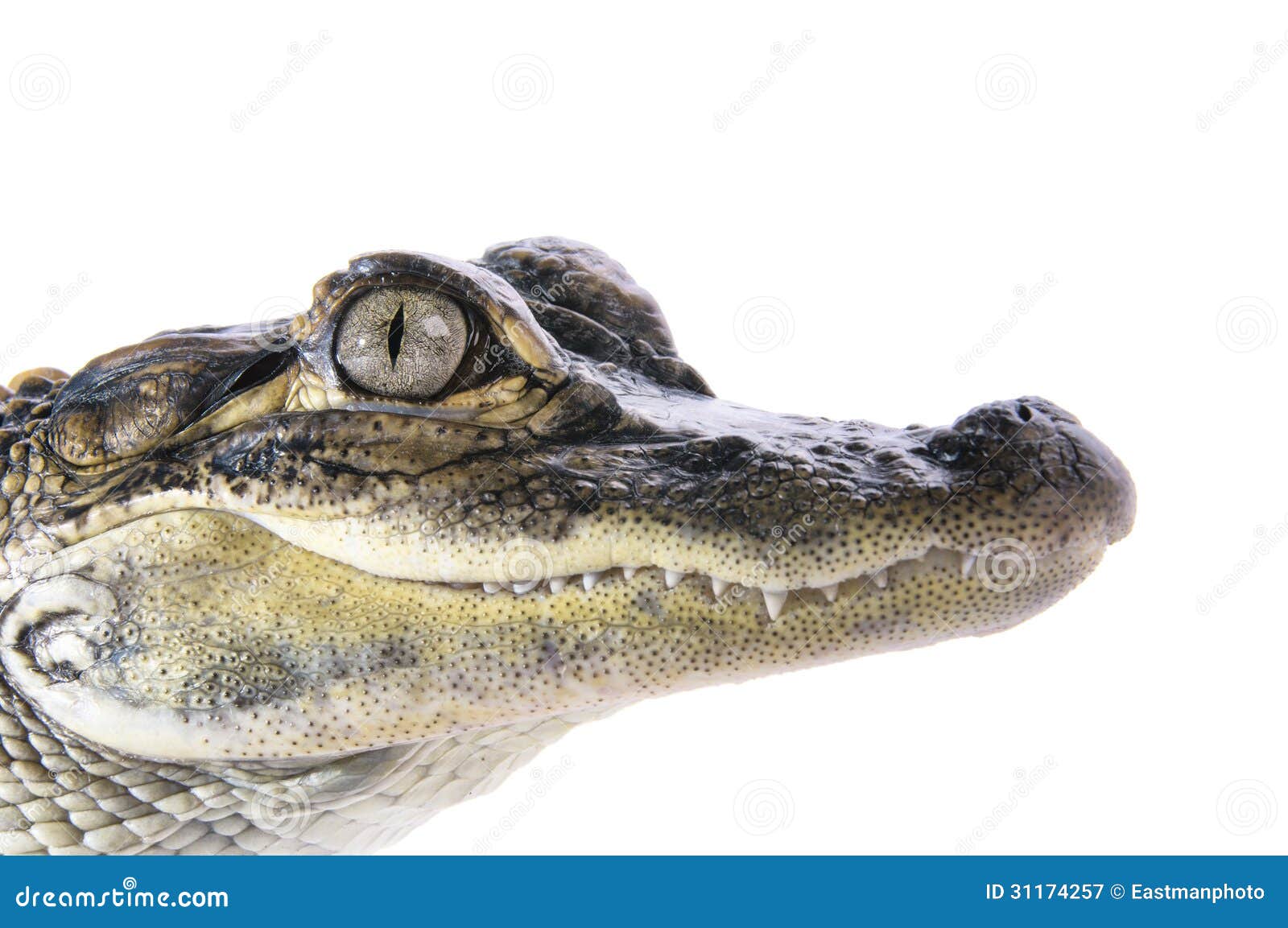 Young American Alligator stock image. Image of teeth - 31174257
