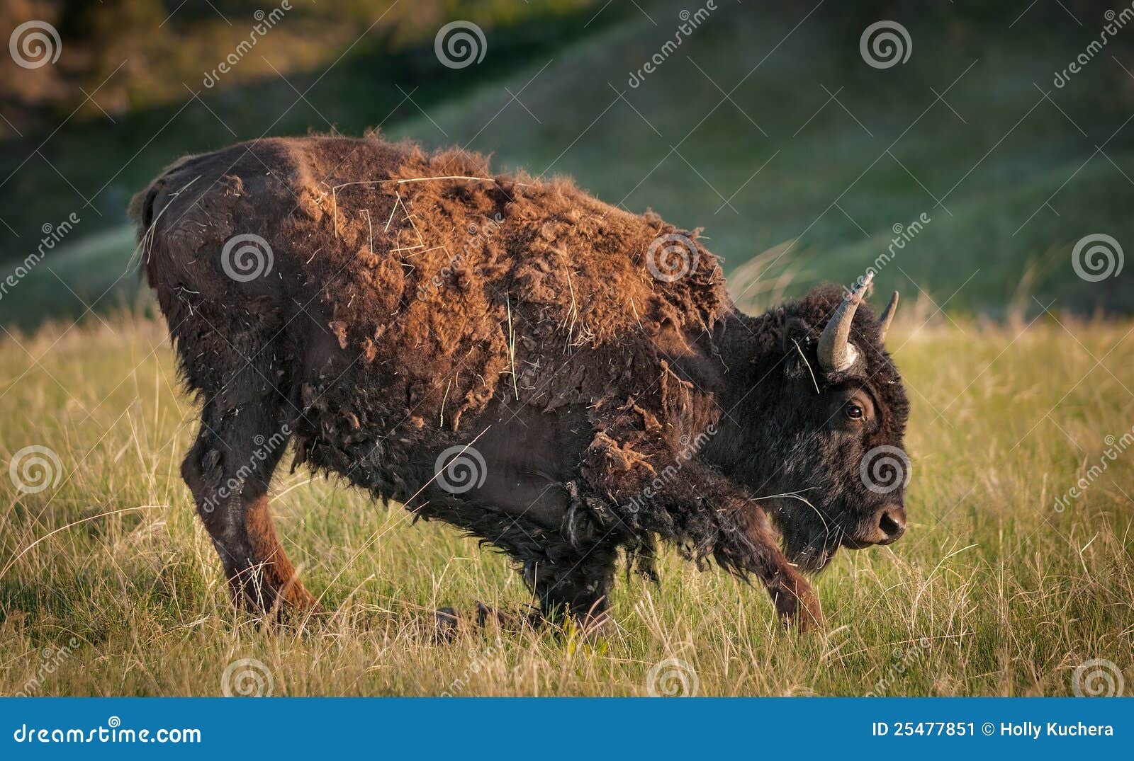 Young American Bison Gets To His Feet Stock Image - Image of landscape ...
